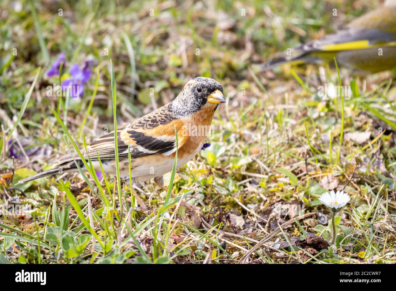Male brambling sitting on hi-res stock photography and images - Alamy