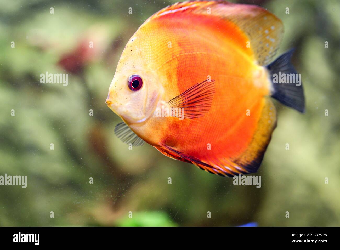 Discus fish in the aquarium. Discus are fish from the genus Symphysodon ...