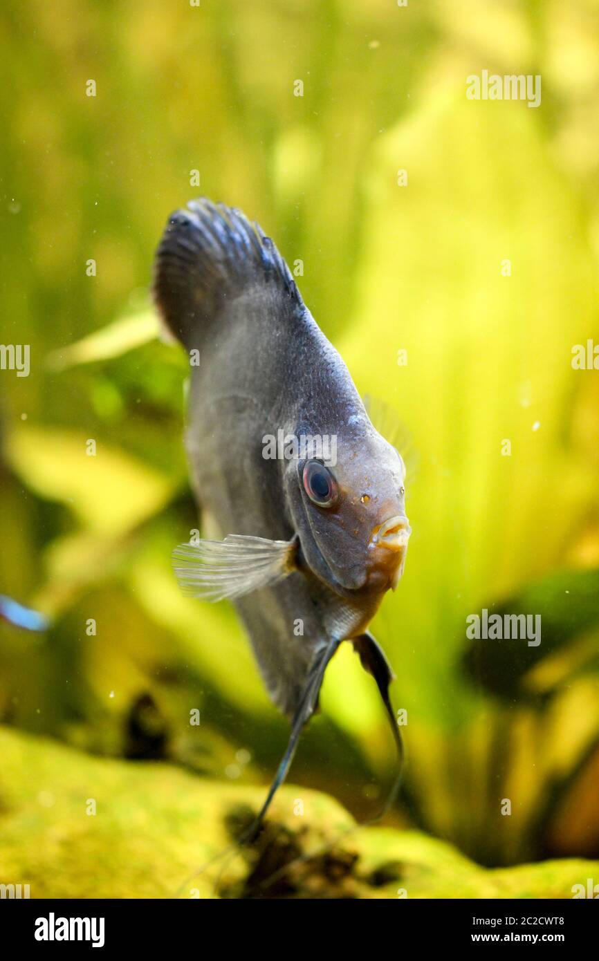 Discus freshwater fish genus hi-res stock photography and images - Alamy