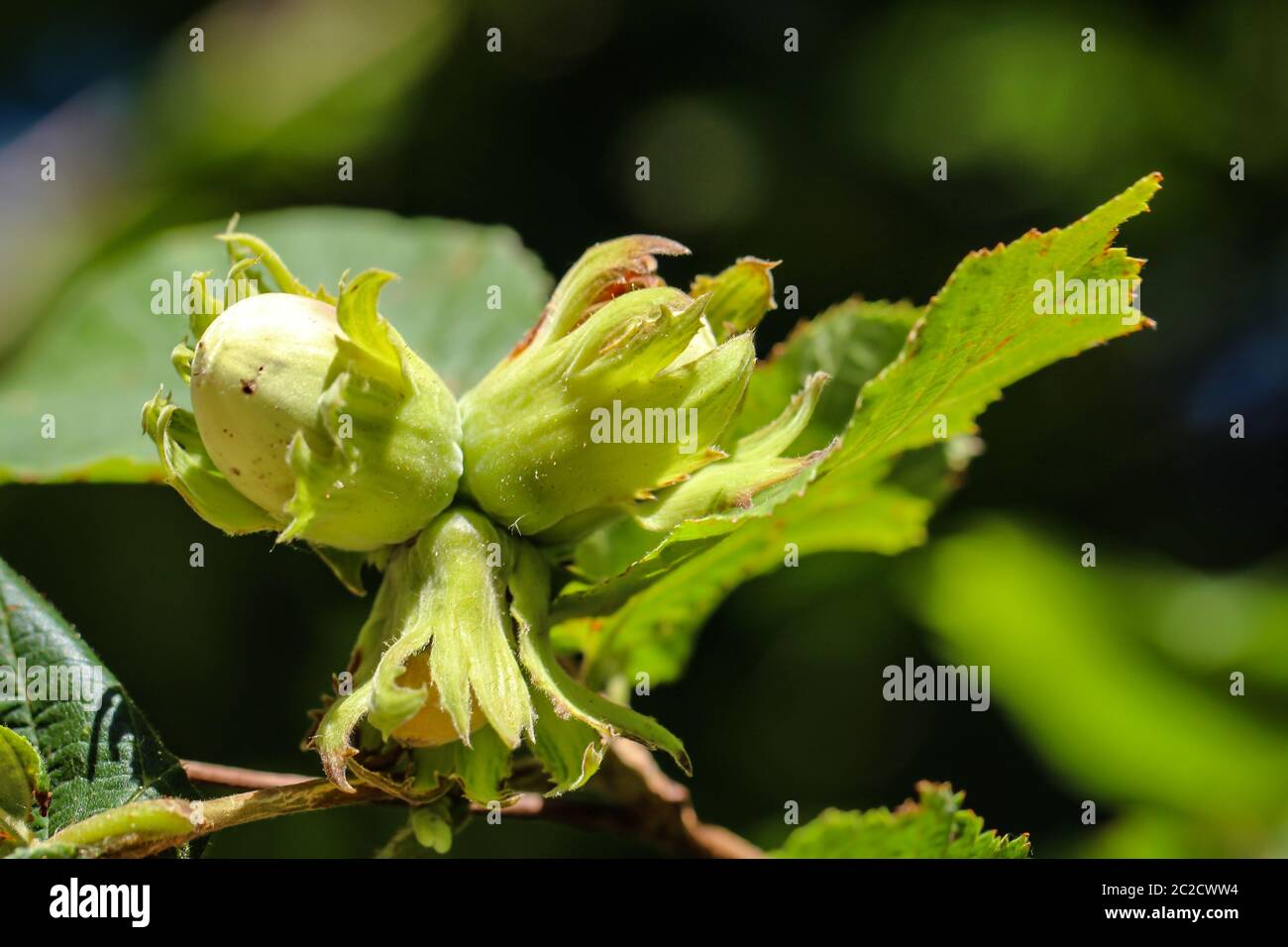 Hazelnuts tree hi-res stock photography and images - Alamy