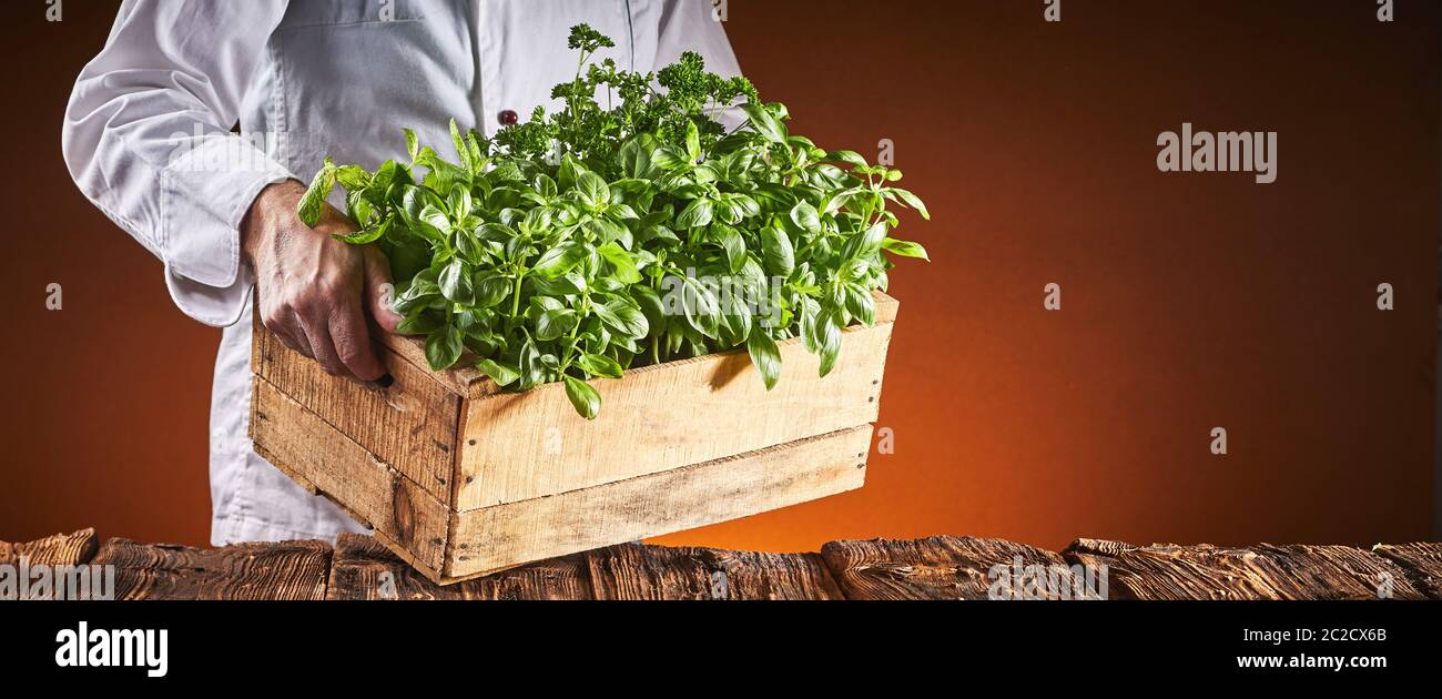 Chef carrying a wooden box of fresh basil for use as a garnish and ...