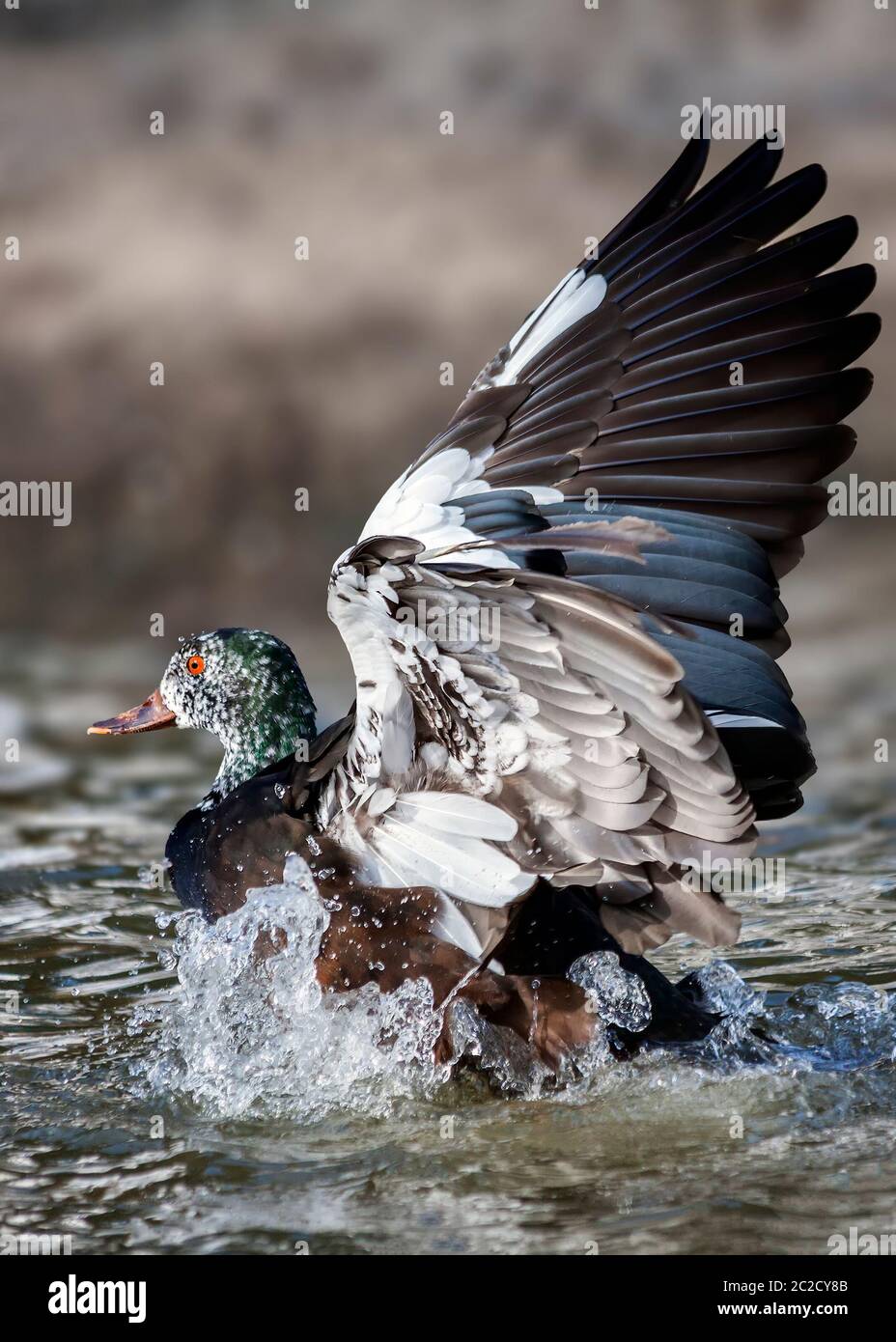 White Winged Wood Duck (asarcornis scutulata) bird with its feather ...