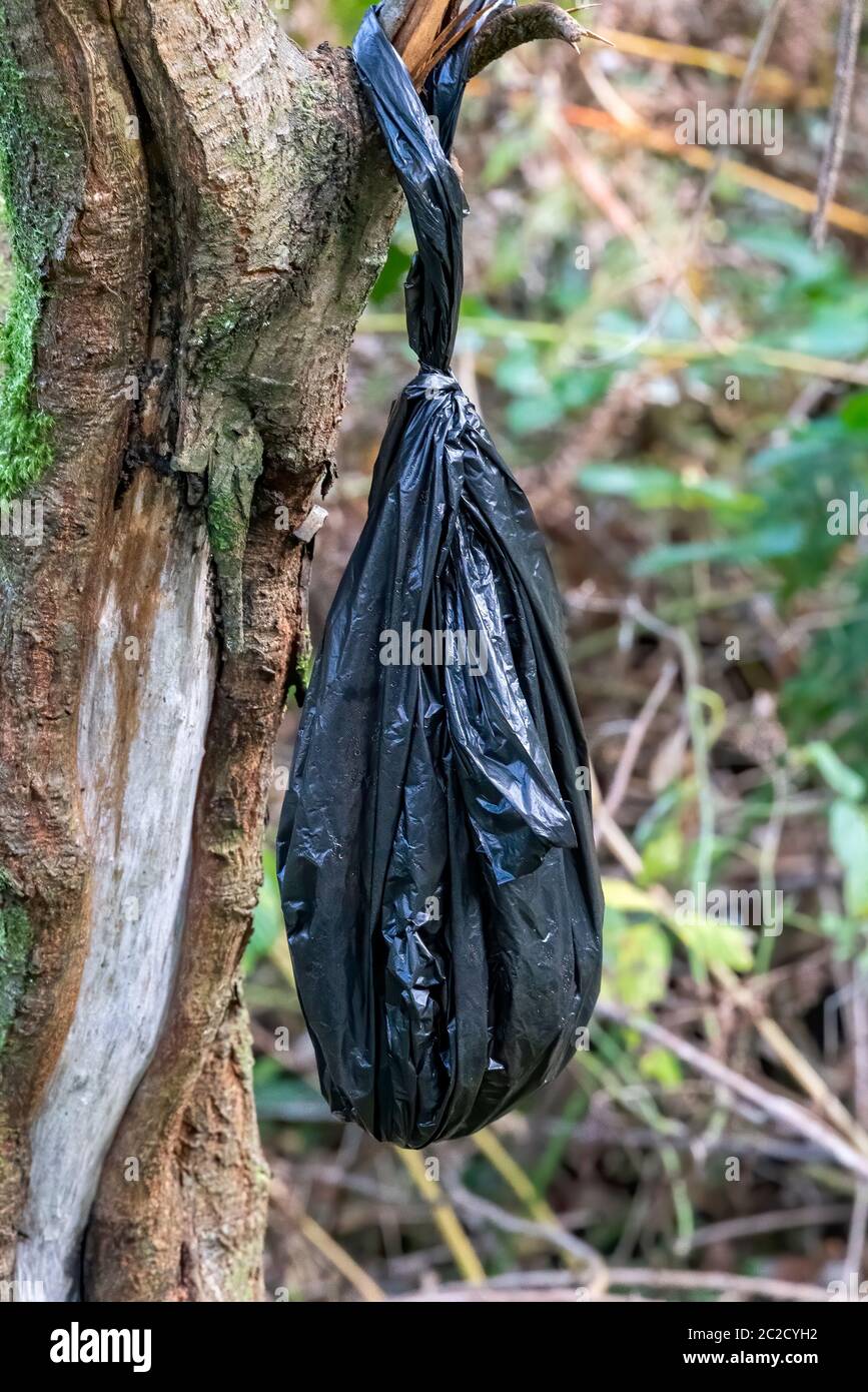Dog poo waste hanging from a tree in a black plastic bag Stock Photo ...