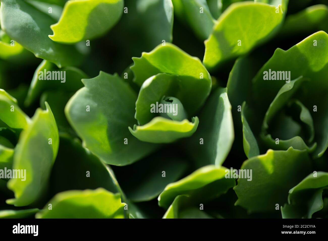 Green sedum hi-res stock photography and images - Alamy