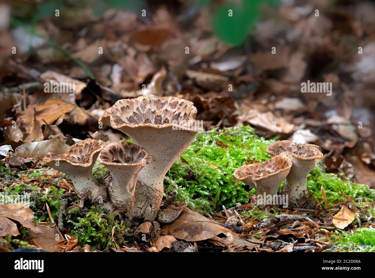 Dryads saddle Polyporus squamosus growing on beech log, woodland ...