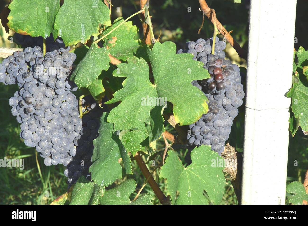 Bunch of grapes of Barolo Stock Photo - Alamy