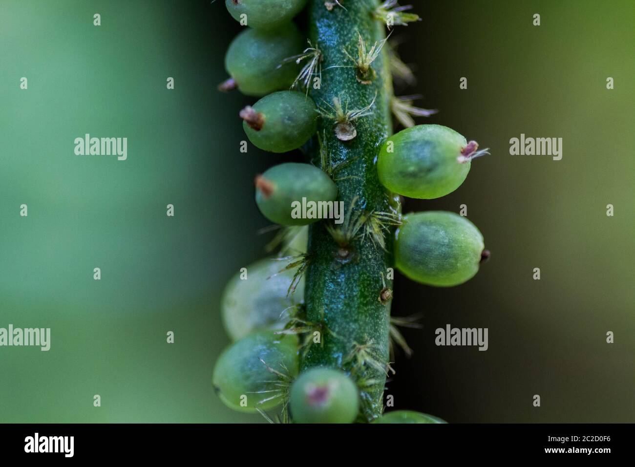 Grapes photography hi-res stock photography and images - Alamy