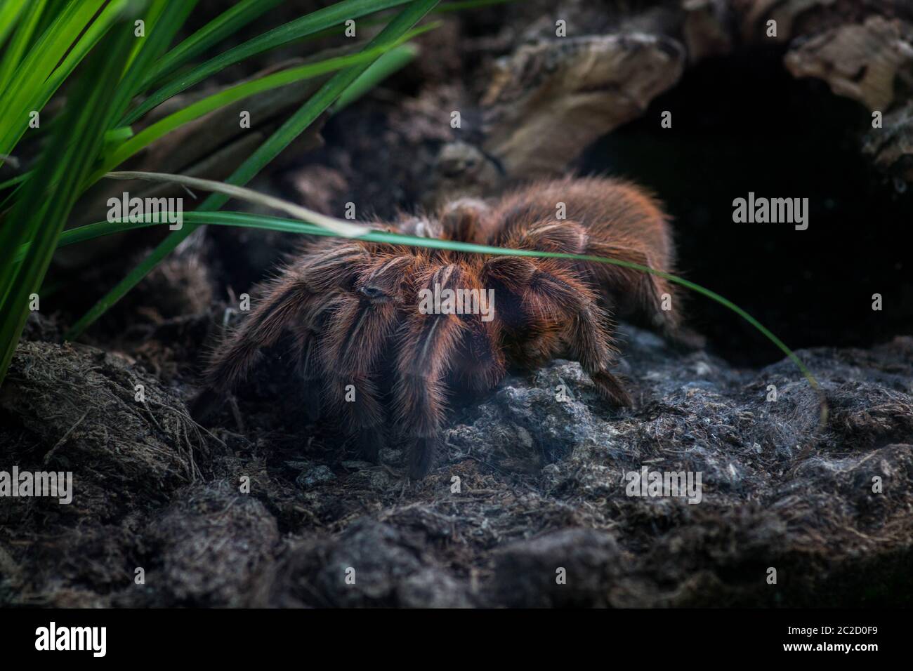 Cave spider hi-res stock photography and images - Alamy