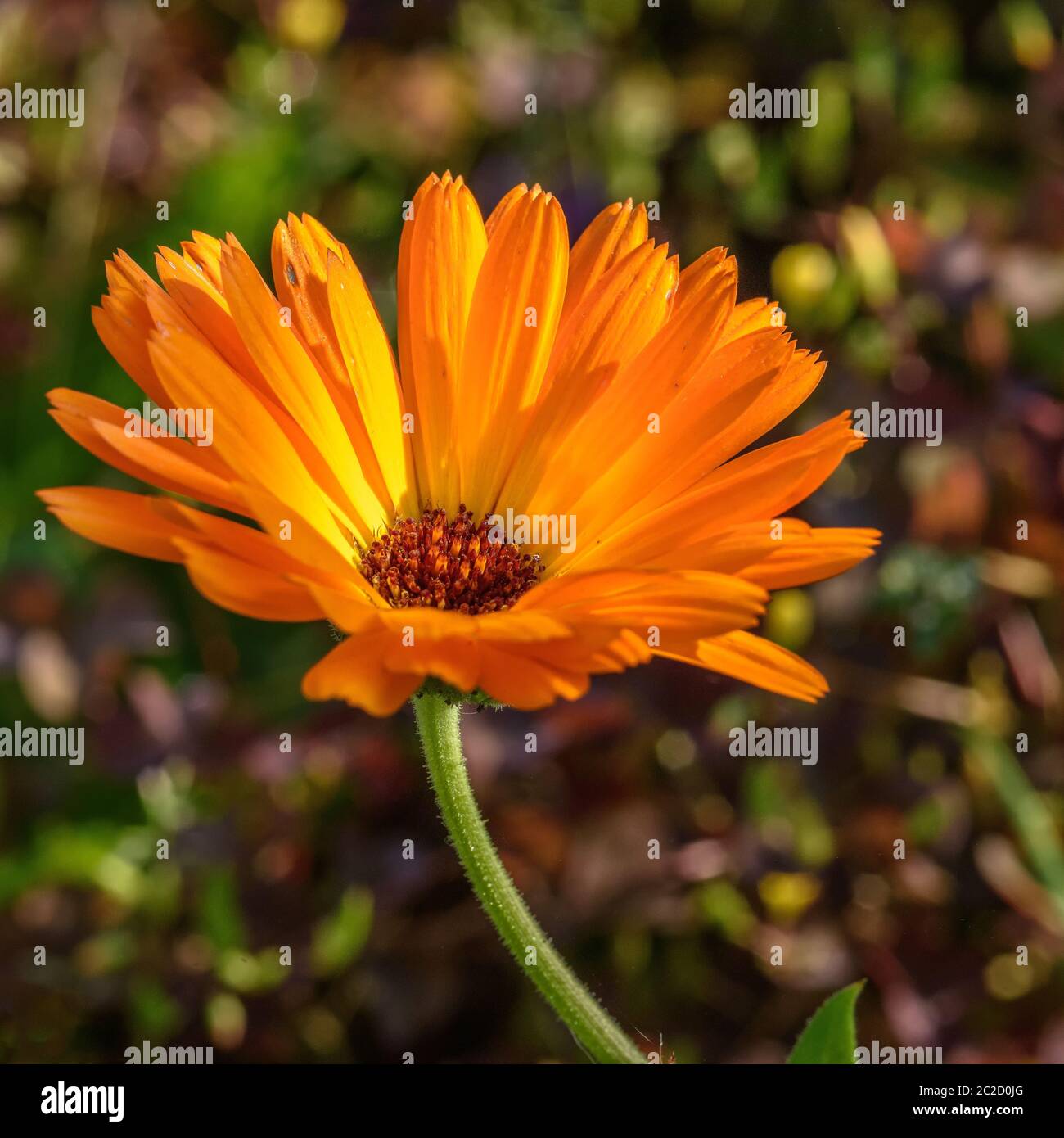 Calendula flower hi-res stock photography and images - Alamy