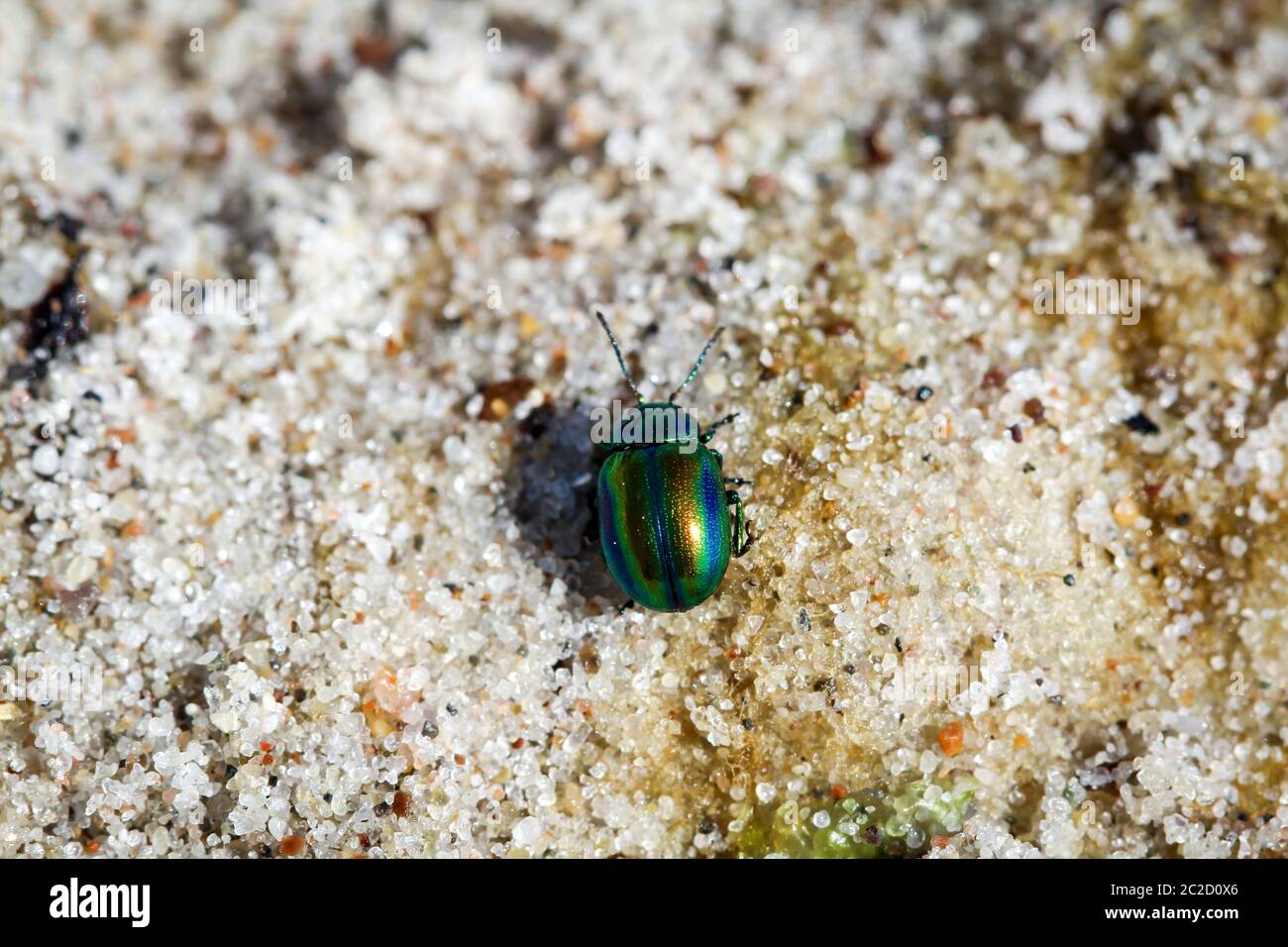 Beetles in a variety of colors and shapes are insects that enrich our ...