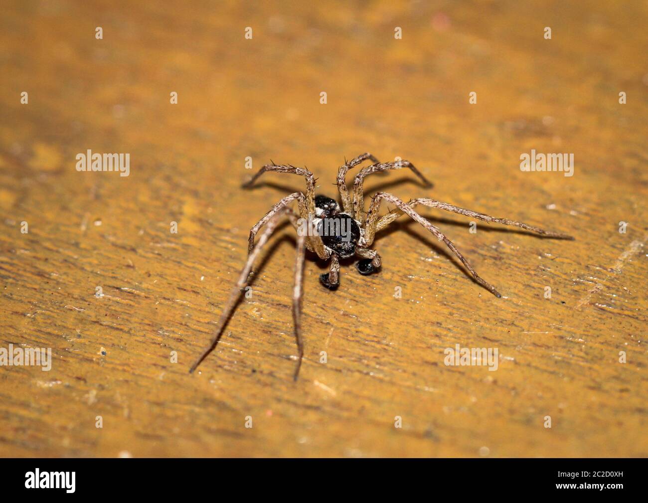 a spider is a very useful animal, often hiding in corners and in the ...