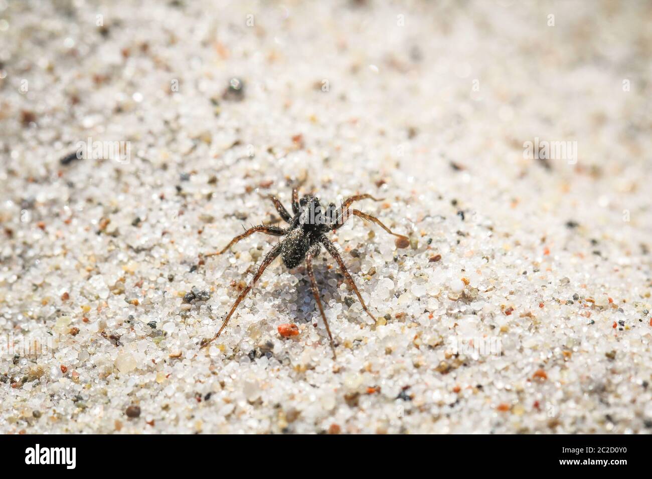 a spider is a very useful animal, often hiding in corners and in the ...