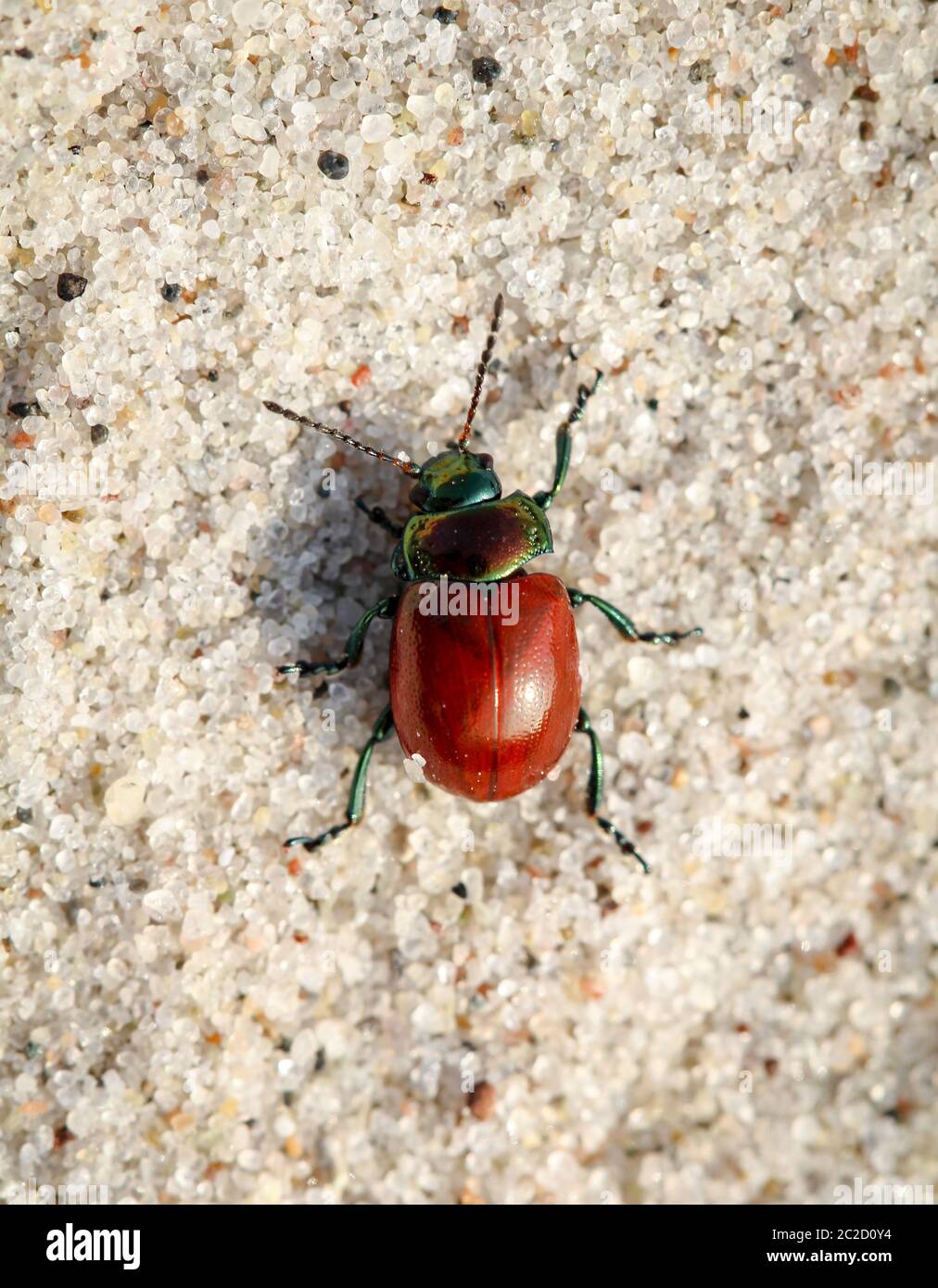 Beetles in a variety of colors and shapes are insects that enrich our ...