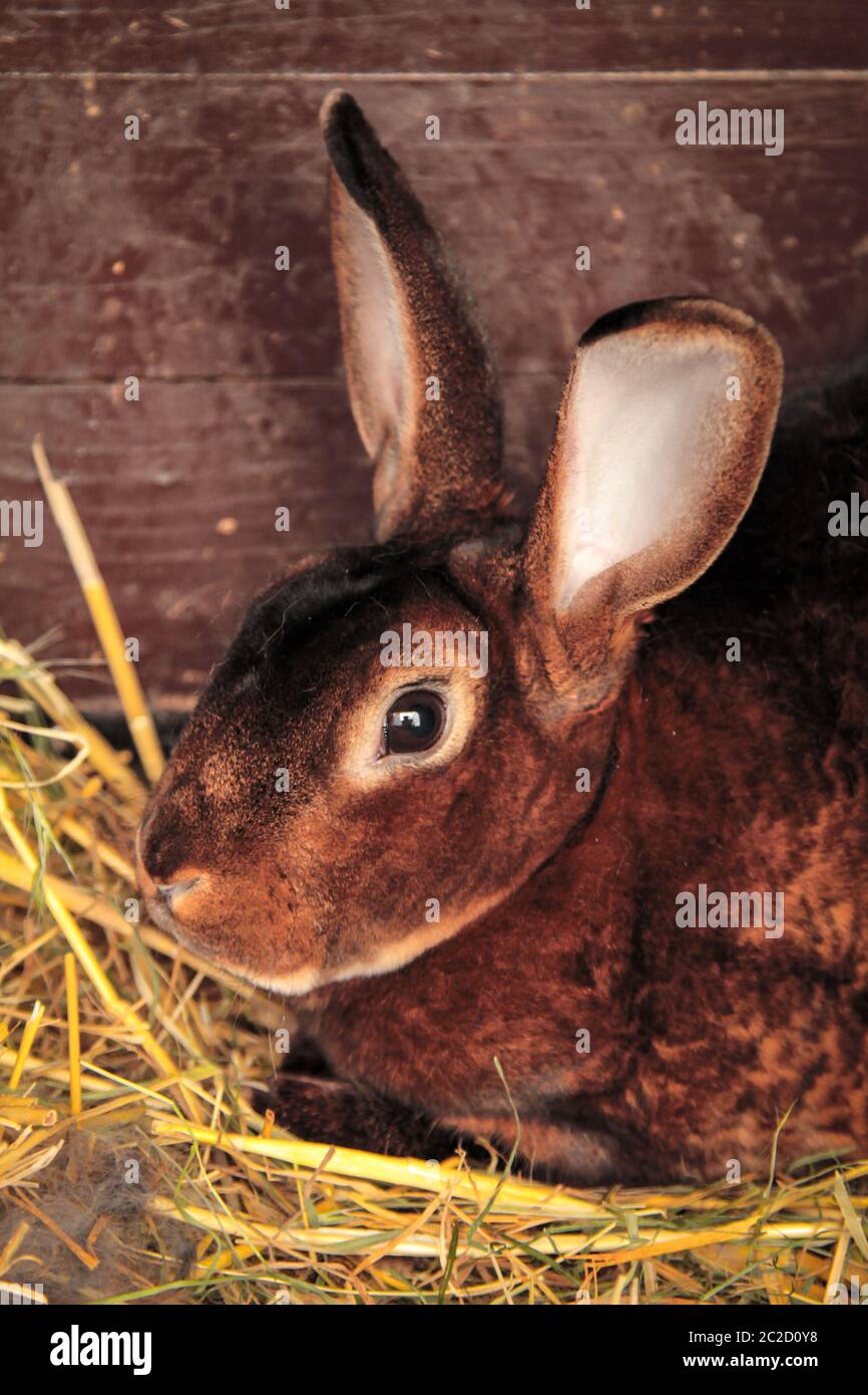 Rabbit hutch winter hi-res stock photography and images - Alamy