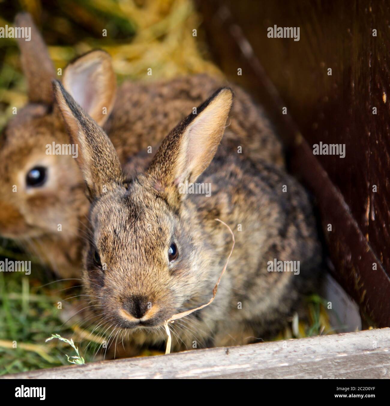 a domestic rabbits in their rabbit hutch Stock Photo - Alamy