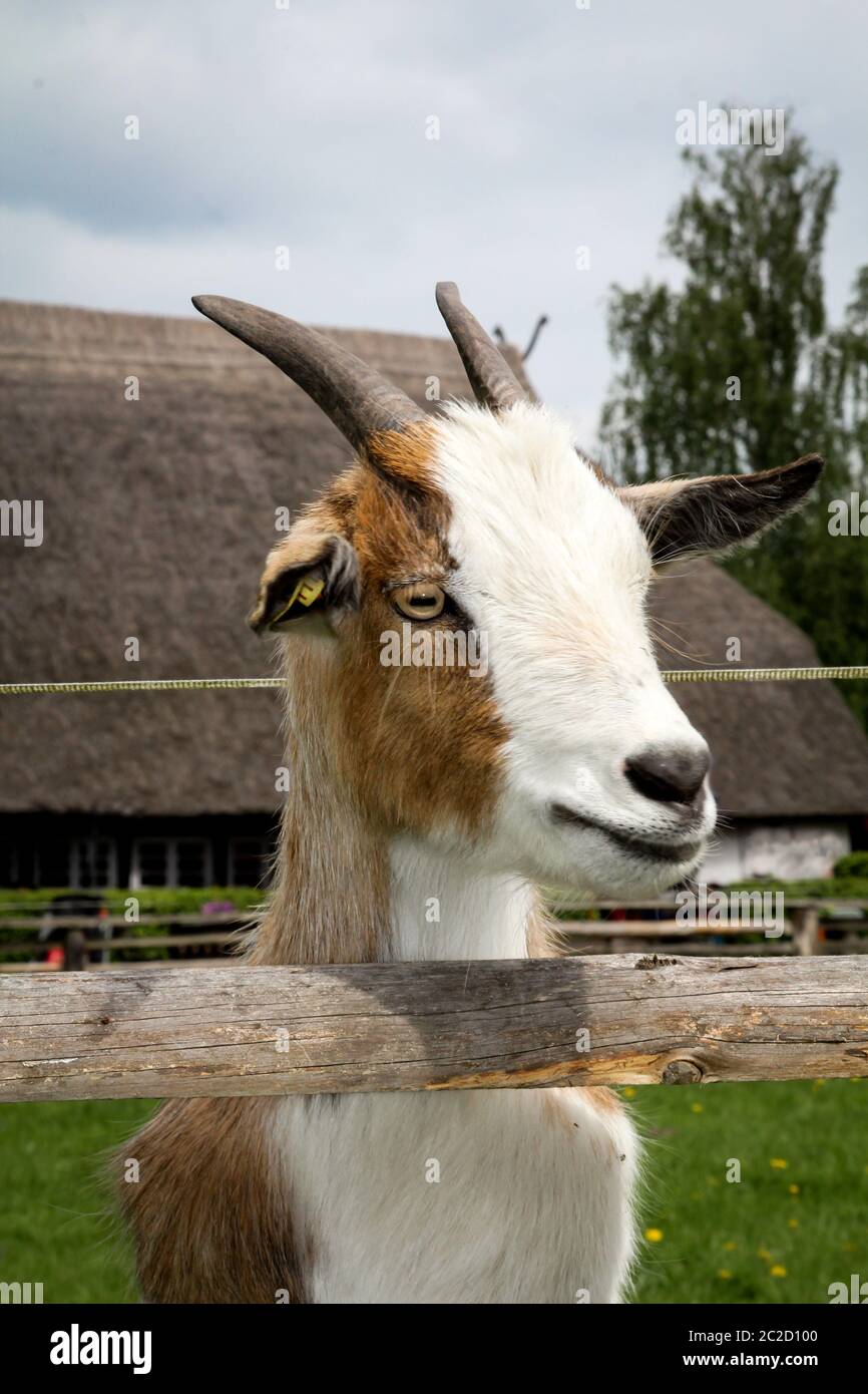 a goat in the gate of a farm Stock Photo - Alamy