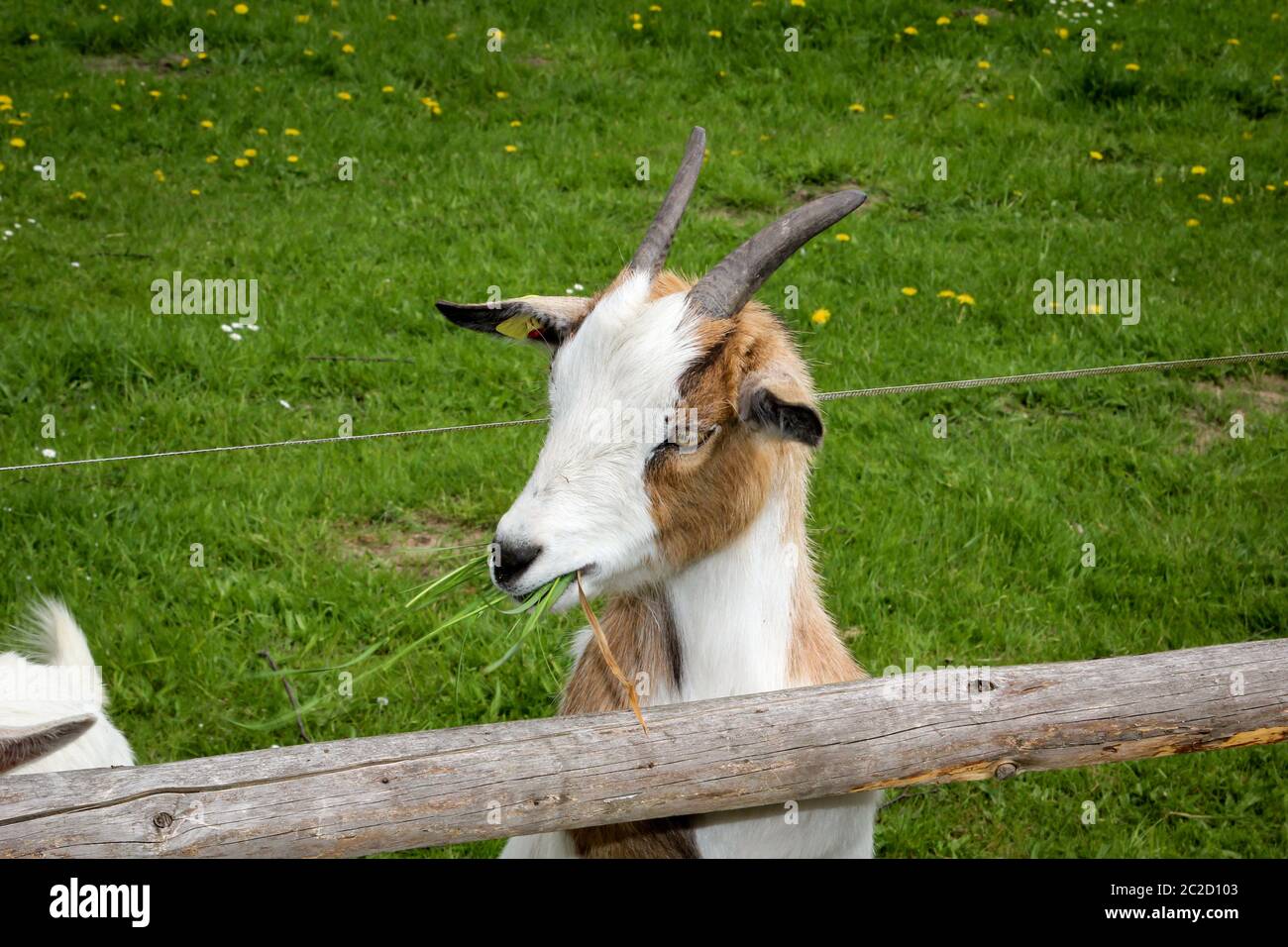 a goat in the gate of a farm Stock Photo - Alamy