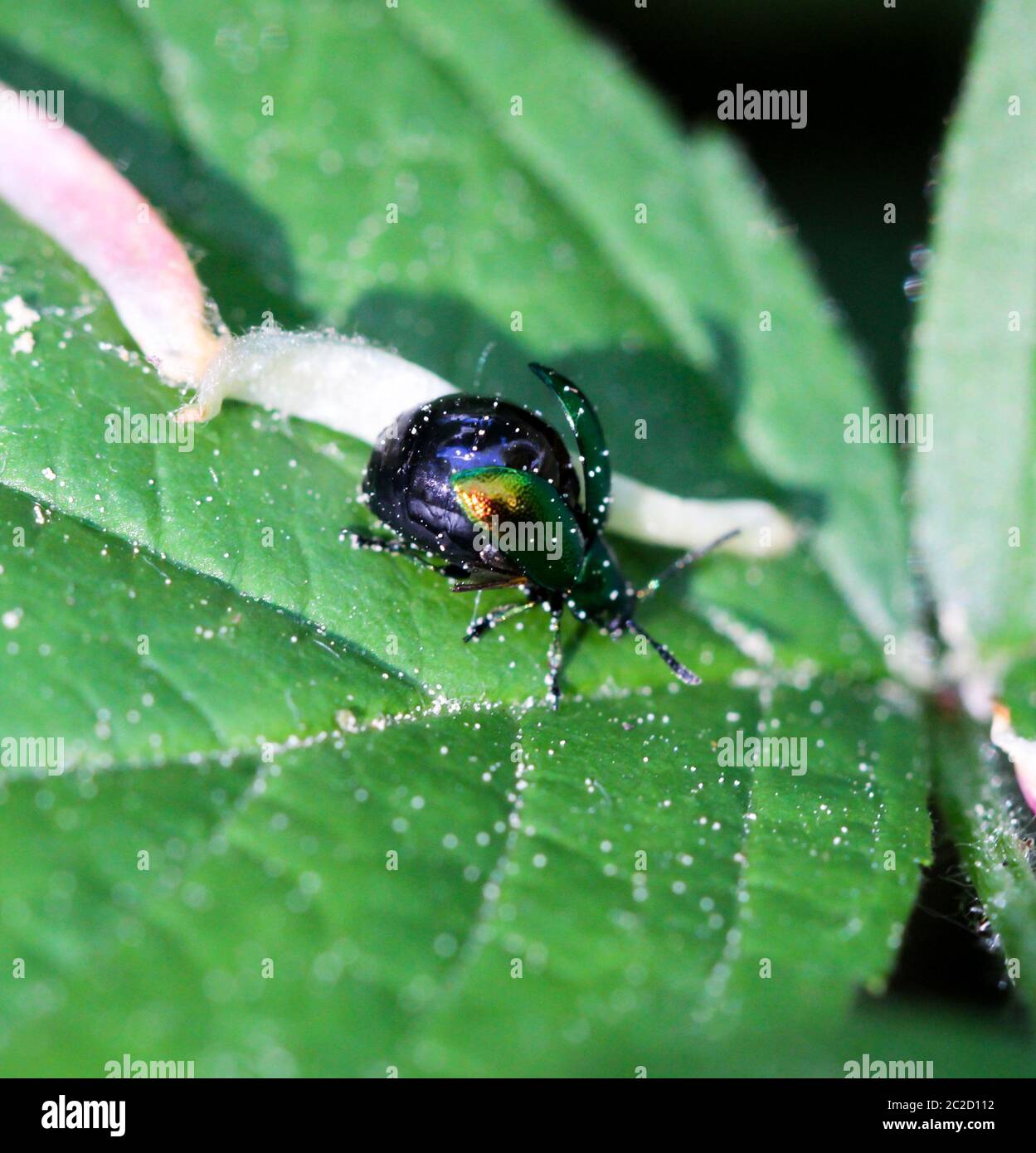 Beetles in a variety of colors and shapes are insects that enrich our ...