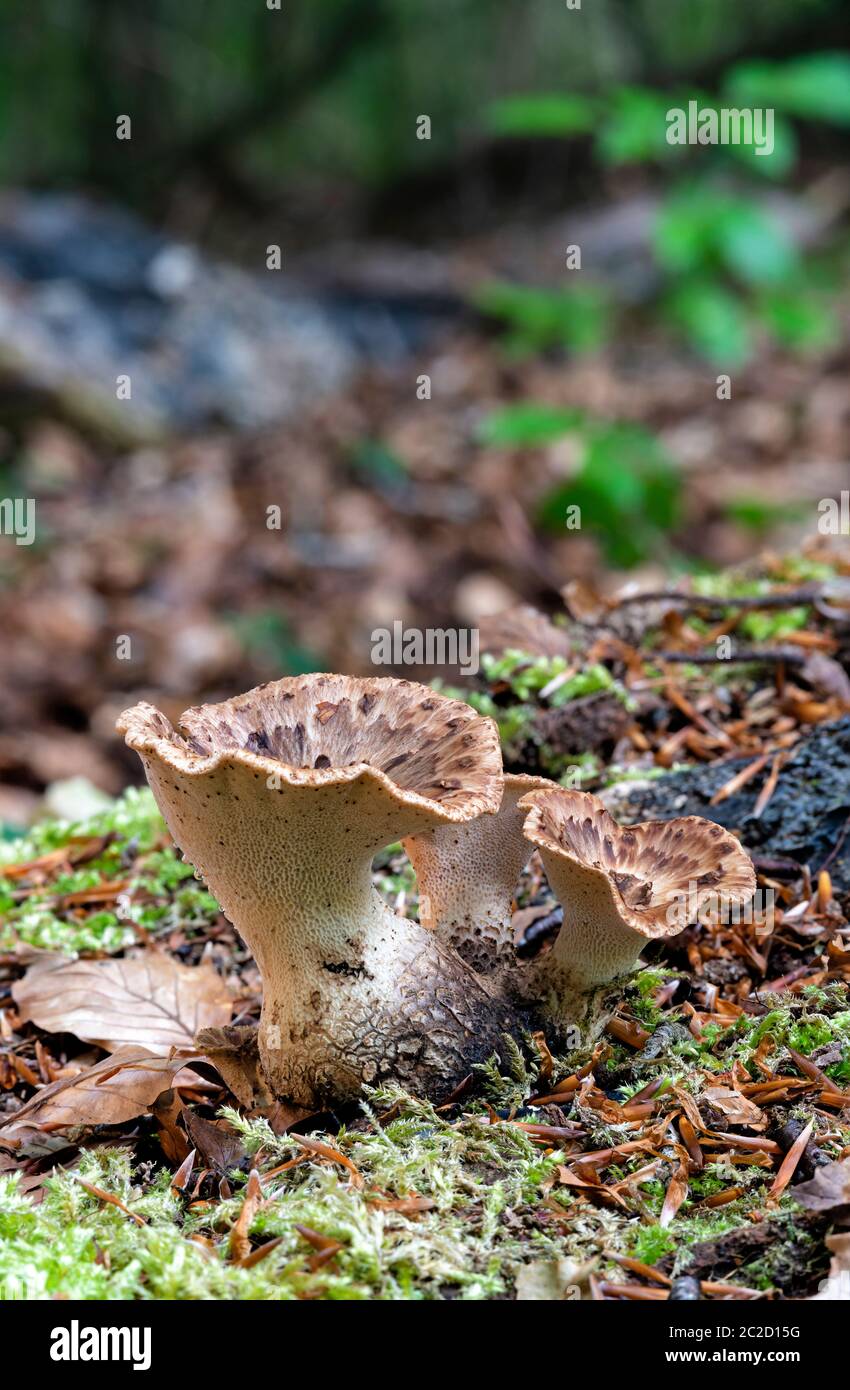 Dryads saddle Polyporus squamosus growing on beech log, woodland ...