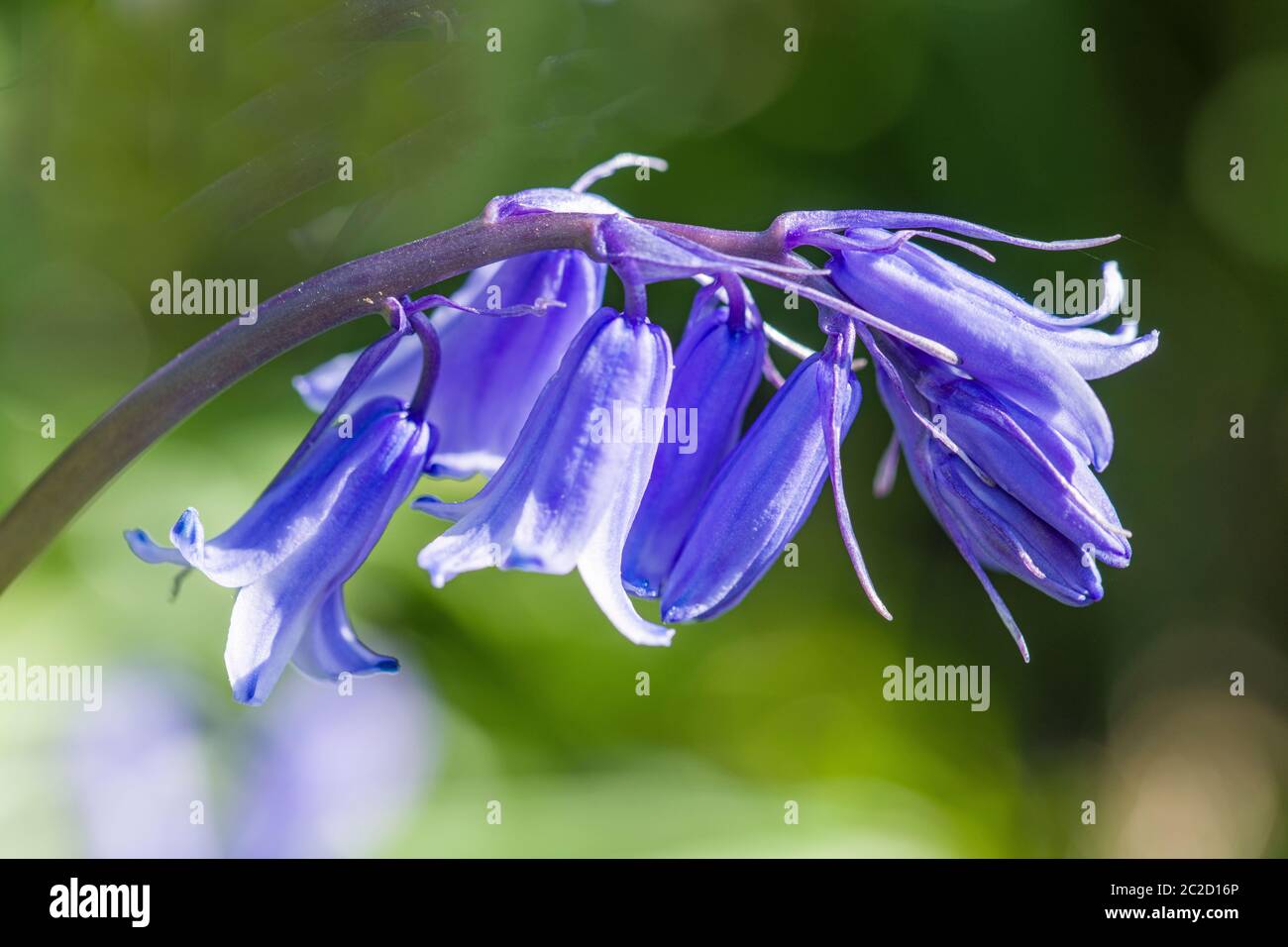 A close up photo of a group of bright blue bluebell flowers up close ...