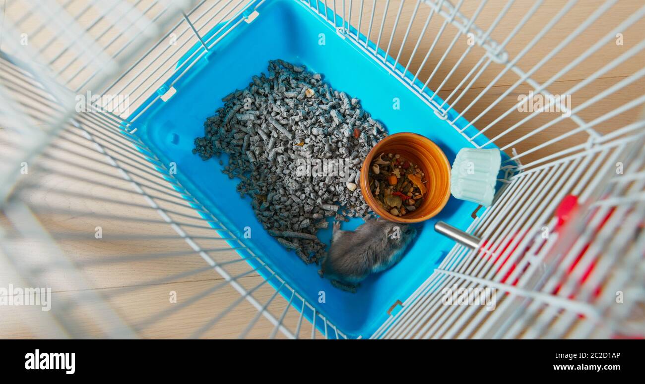 Top view of the hamster inside the cage Stock Photo - Alamy