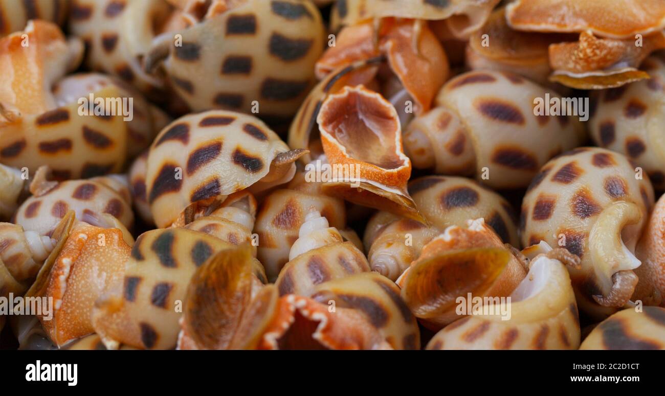 Pile of snail shells hi-res stock photography and images - Alamy
