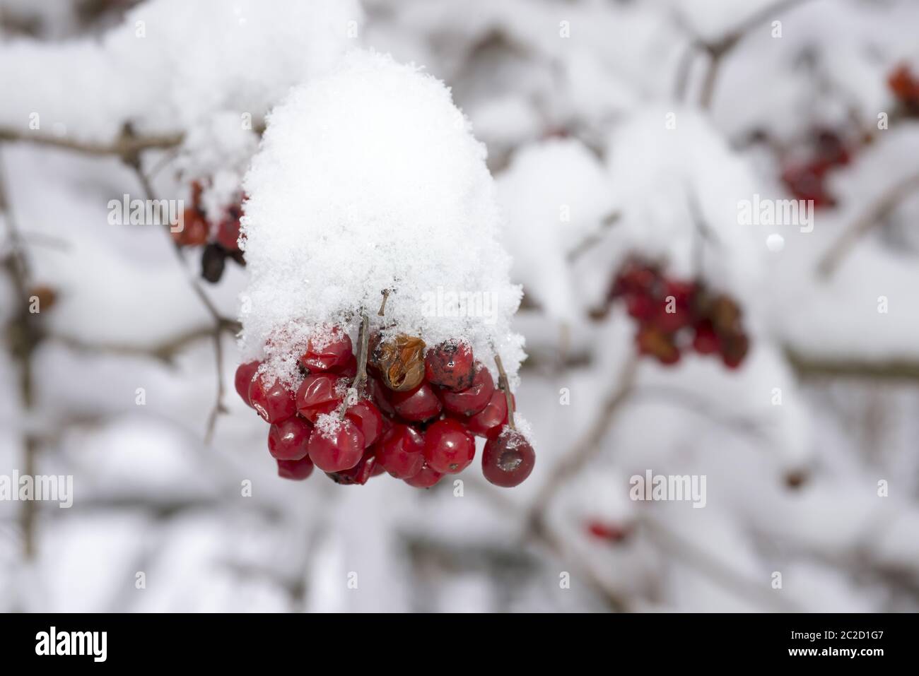 Red Fruit Hanging on a Tree with Snow Stock Photo - Alamy