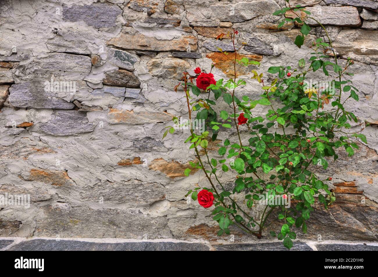 Red rose walls hi-res stock photography and images - Alamy