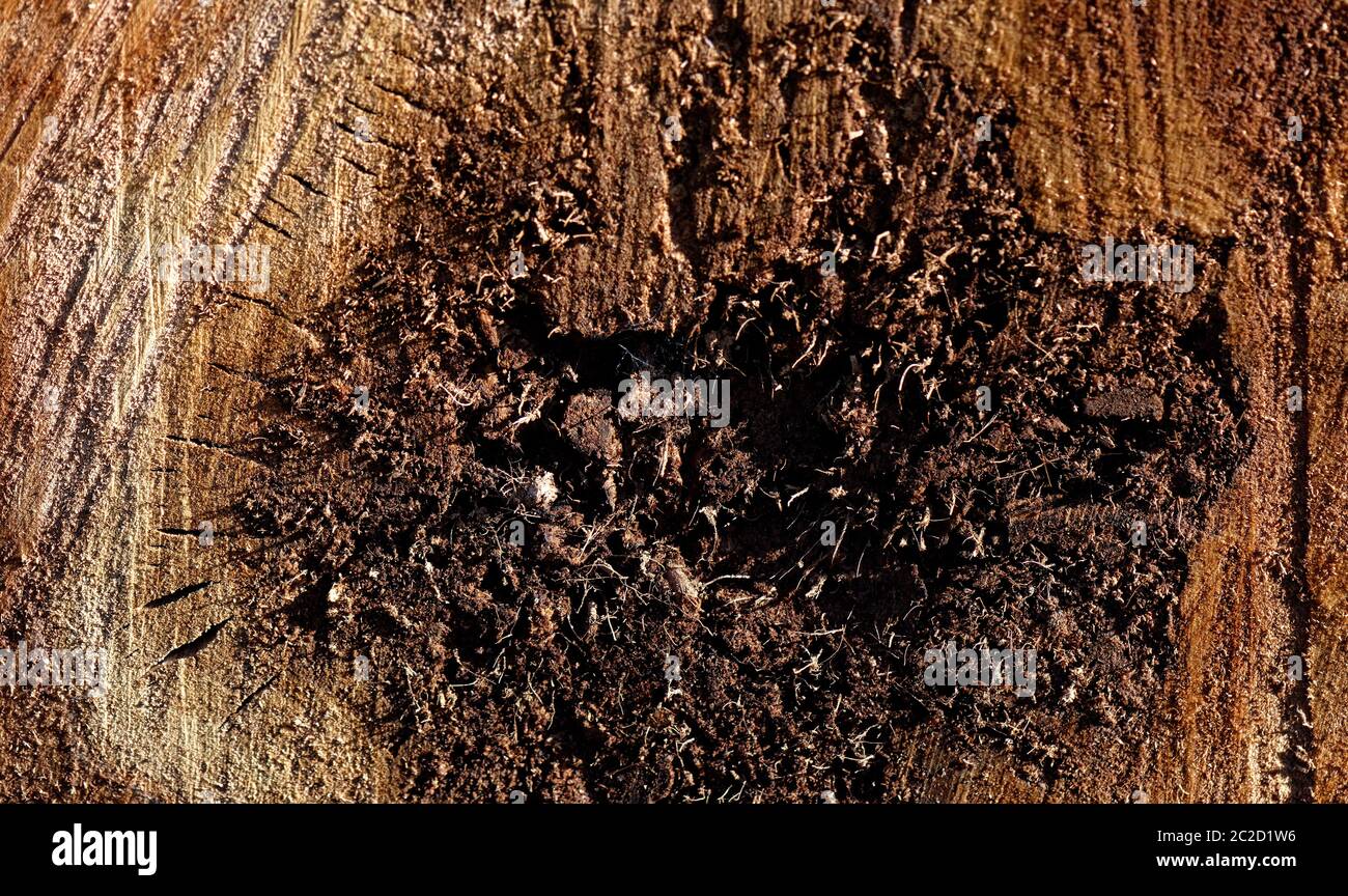Patterns in the cut facia of tree stumps Stock Photo - Alamy