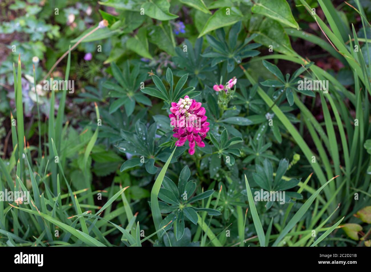 Lupinia hi-res stock photography and images - Alamy