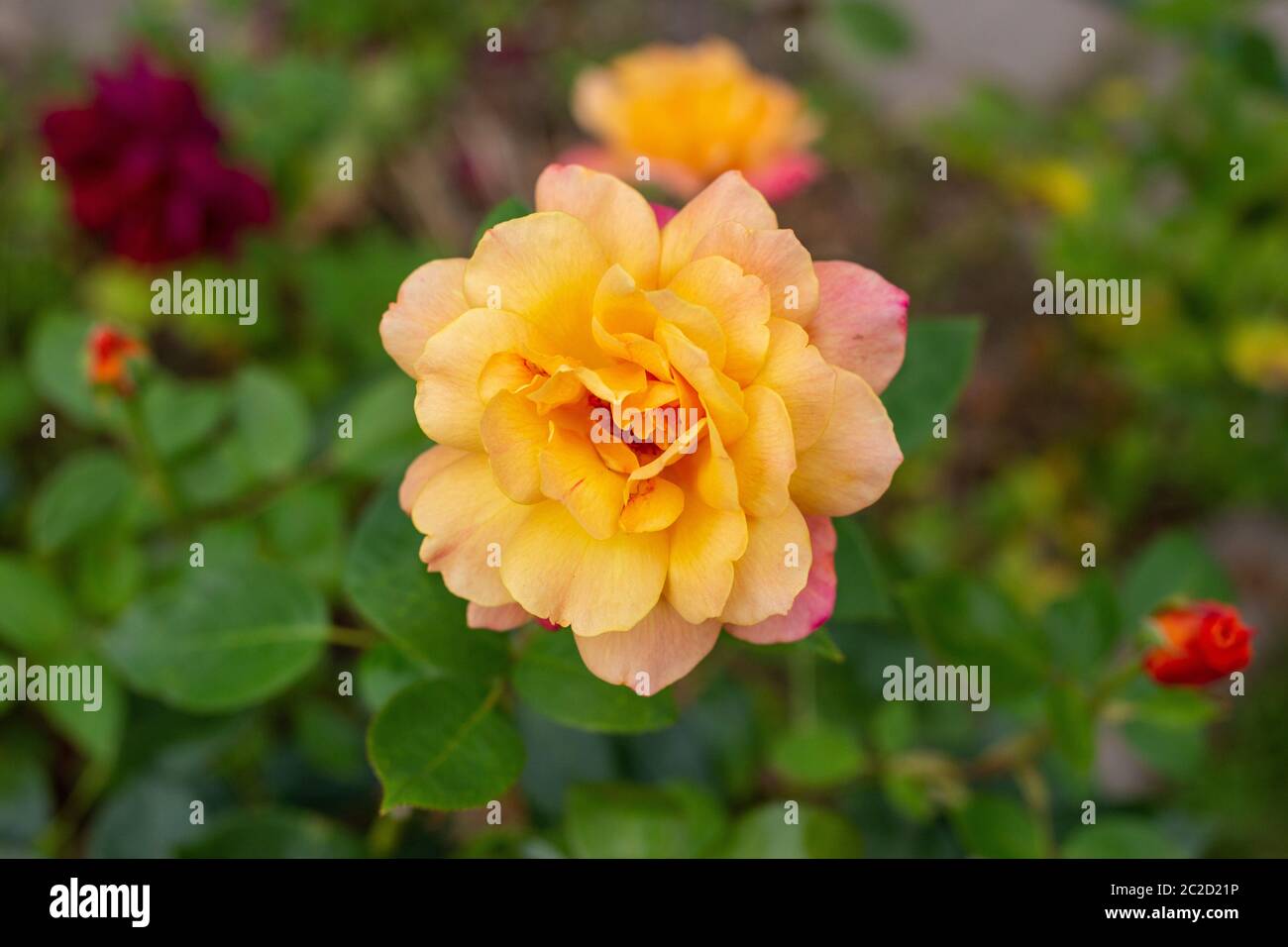 a beautiful rose in the garden in the sun Stock Photo - Alamy