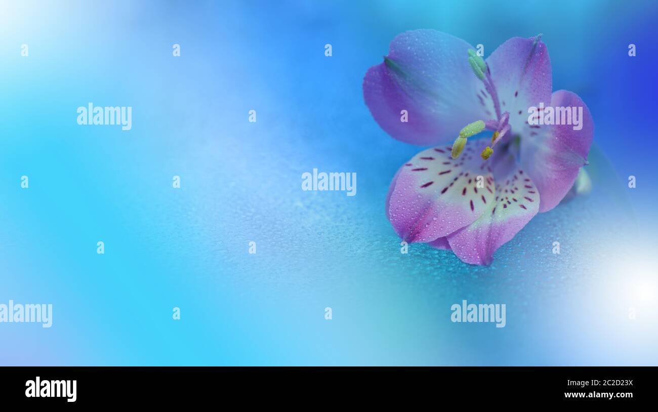 Blue nature background hi-res stock photography and images - Alamy