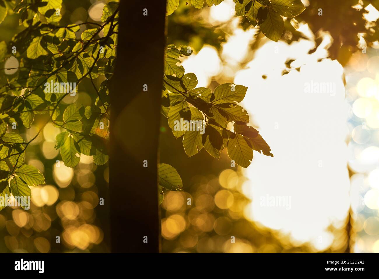 Divine sun ray glow in the forest. Zen atmosphere in the fall. Sunset ...