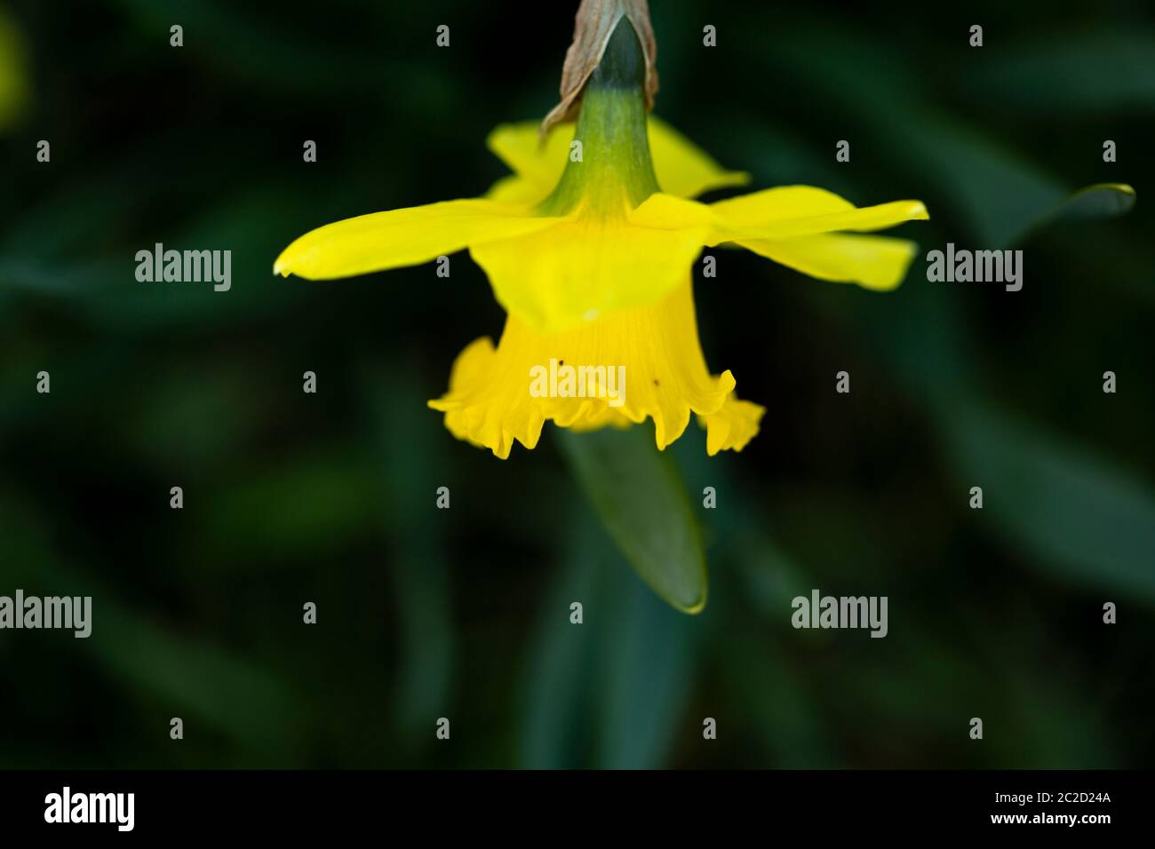 Yellow spring flower in focus with background blurred Stock Photo - Alamy