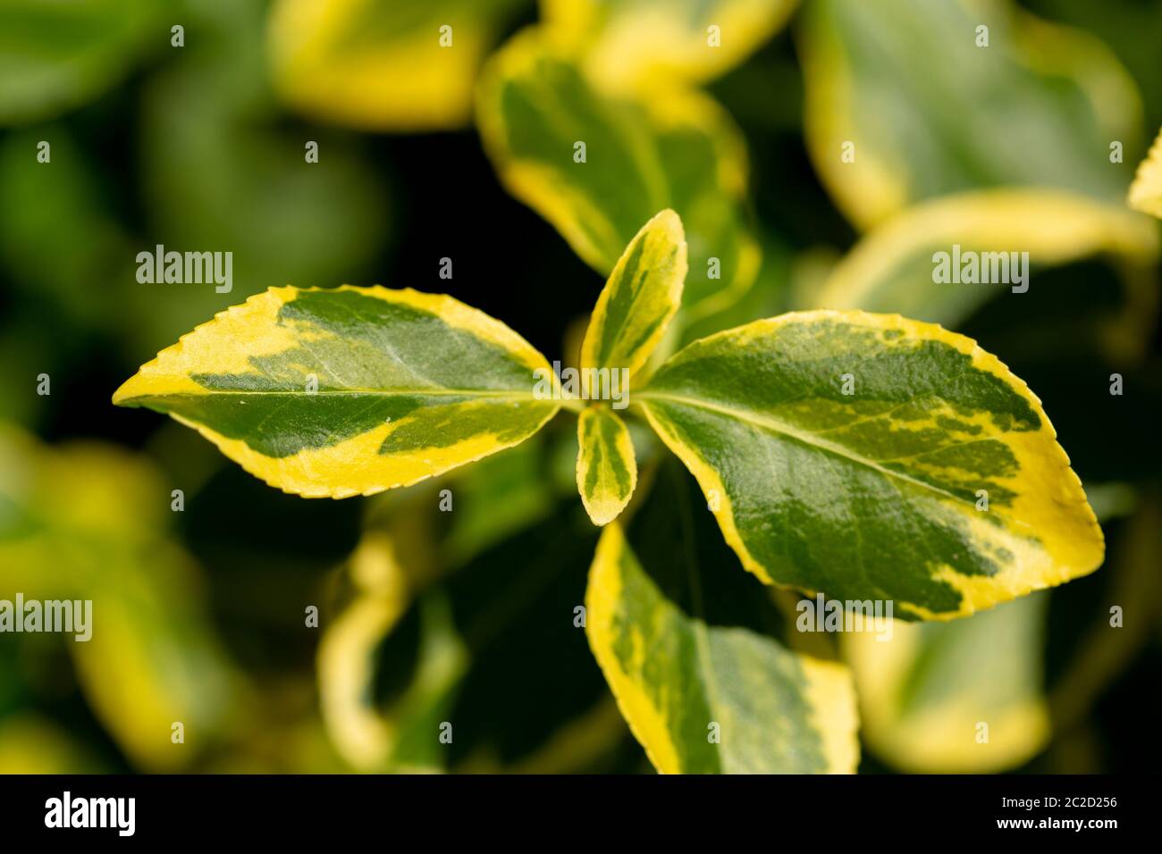 Oval leaves hi-res stock photography and images - Alamy