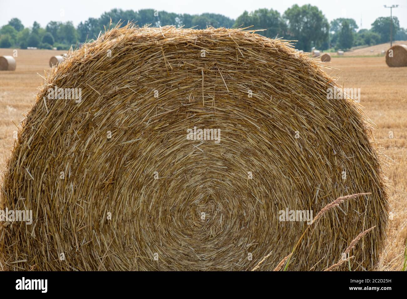 Round straw bales after harvesting in a big field during the day Stock ...