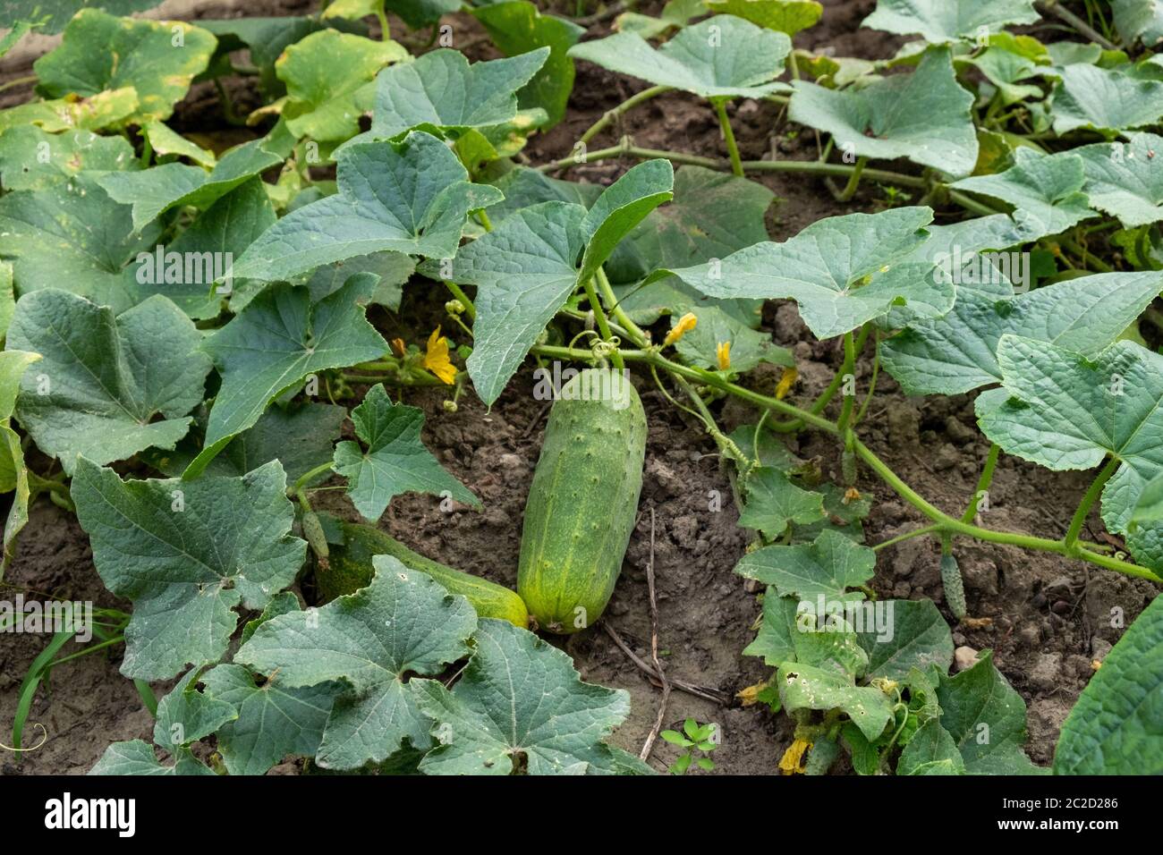 home-grown green cucumbers in the garden grow in the bed on the ground ...