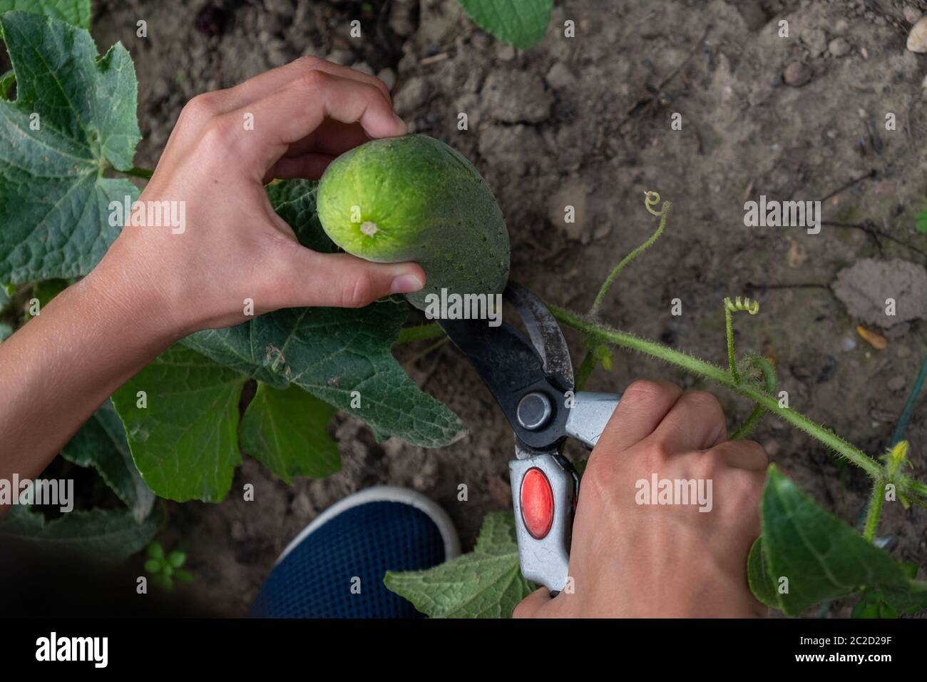 a child harvests home-grown green cucumbers in the garden with garden ...