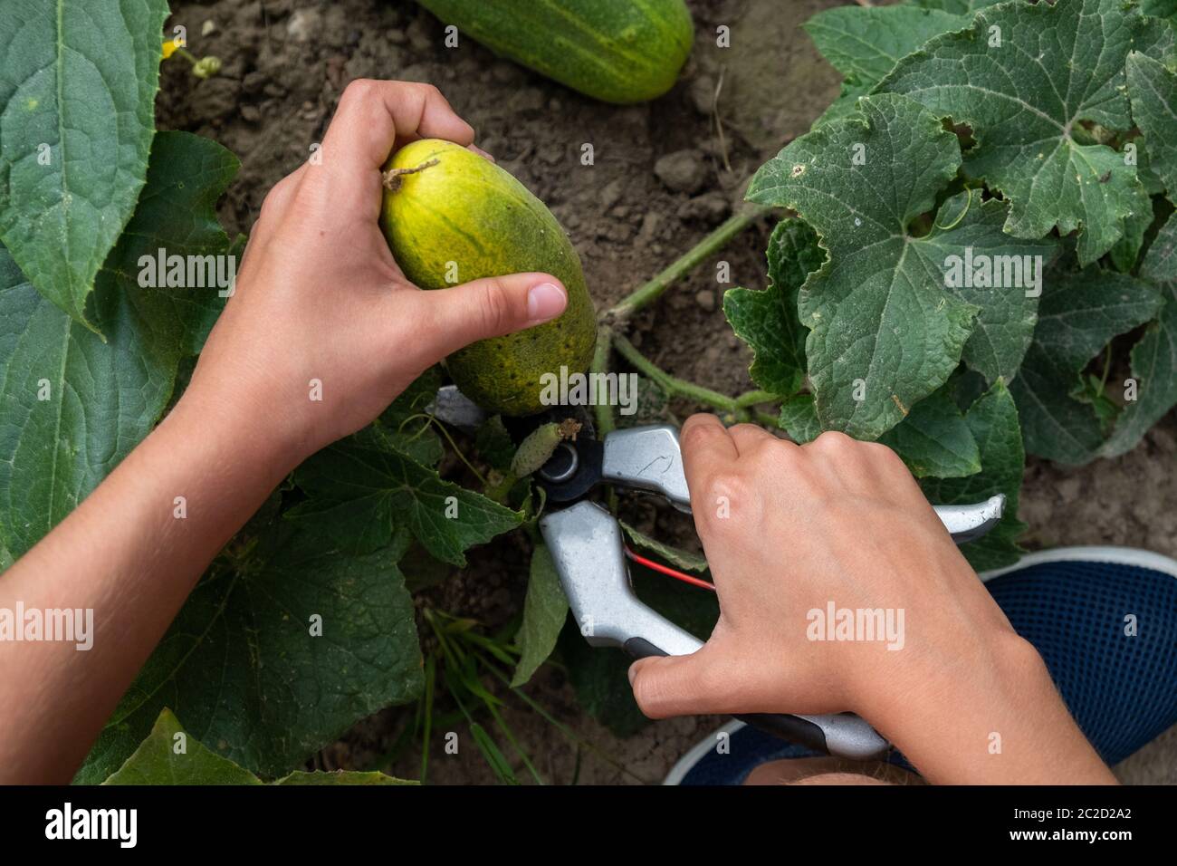 a child harvests home-grown green cucumbers in the garden with garden ...