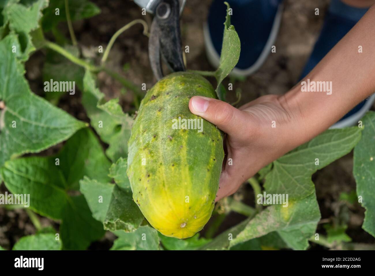 a child harvests home-grown green cucumbers in the garden with garden ...