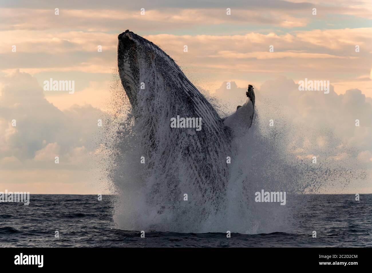 Humpback Whale Breach Stock Photo - Alamy