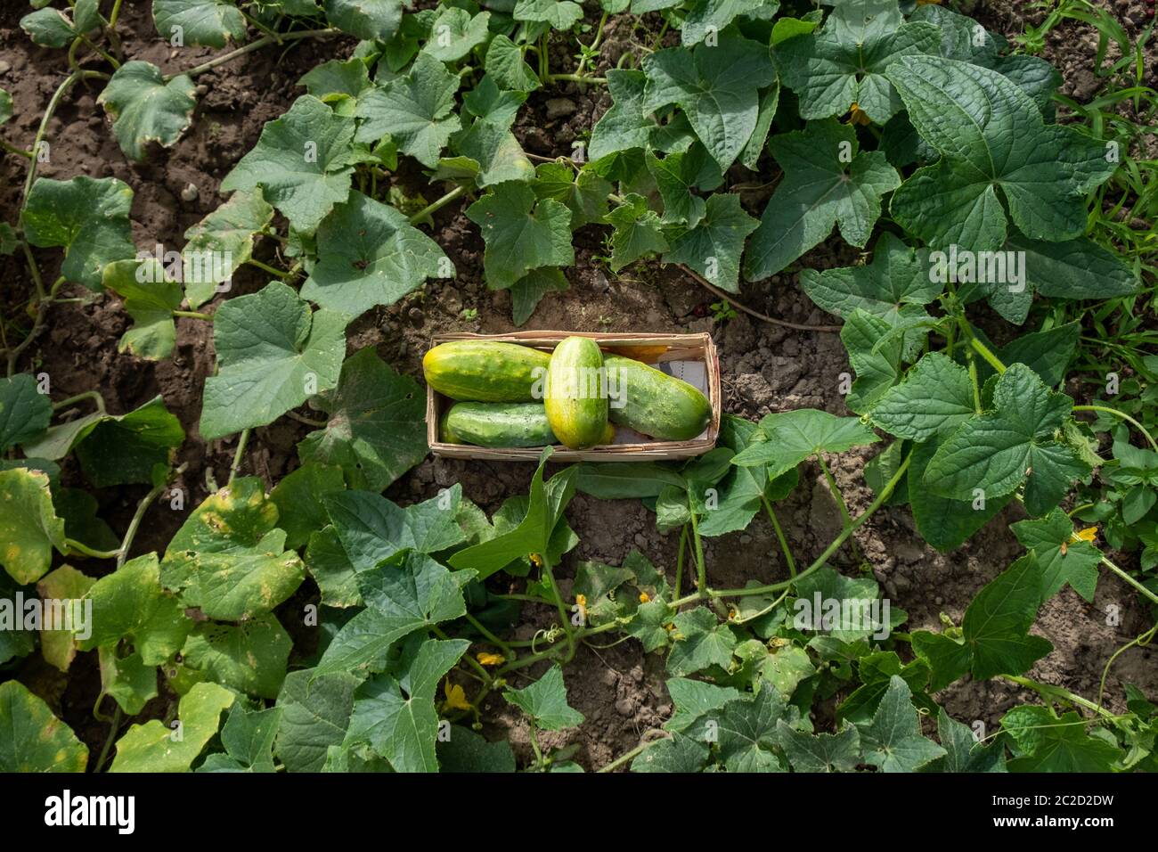 freshly harvested green cucumbers in a basket stand in a bed of ...