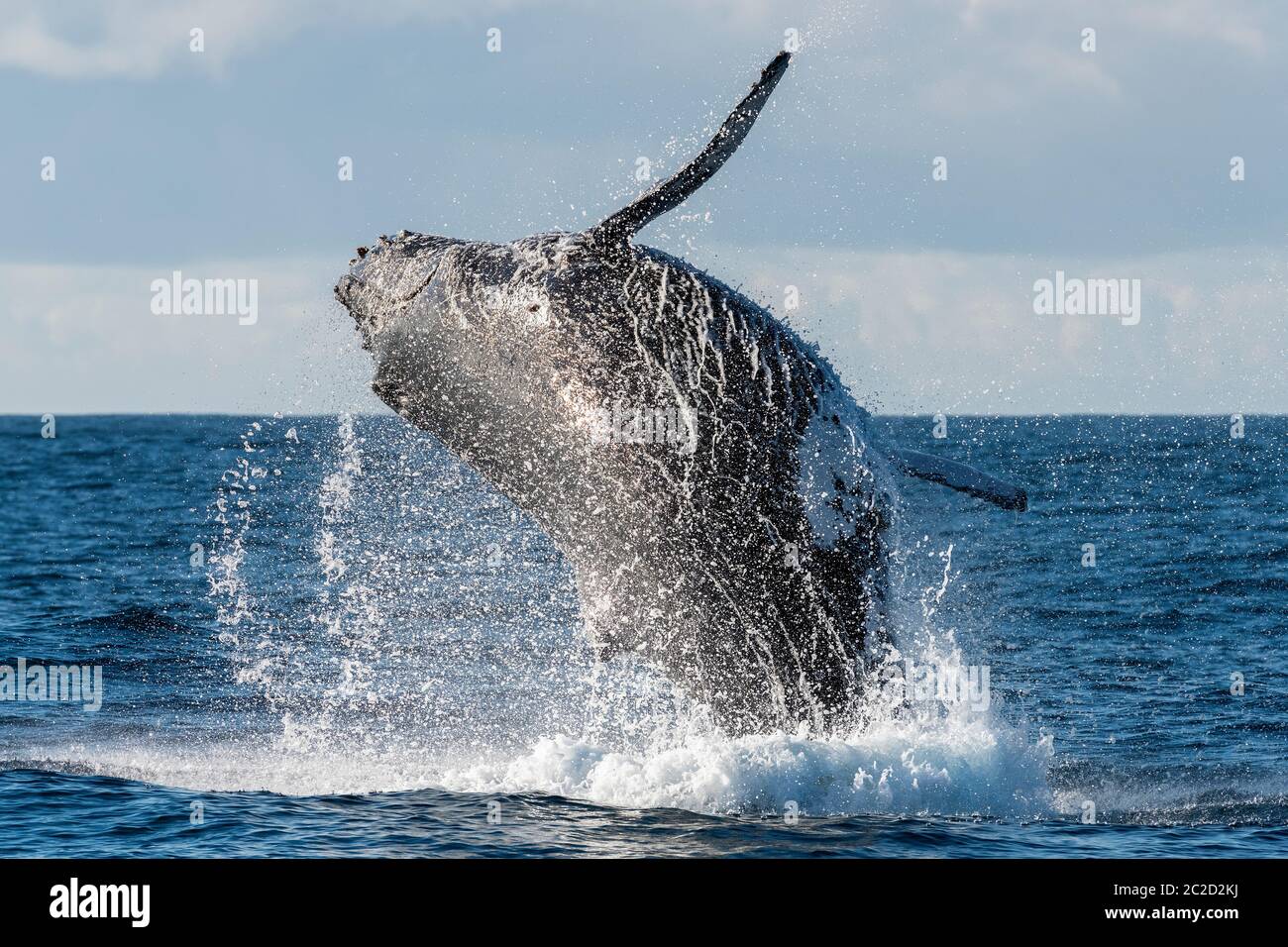 Humpback Whale Breach Stock Photo - Alamy