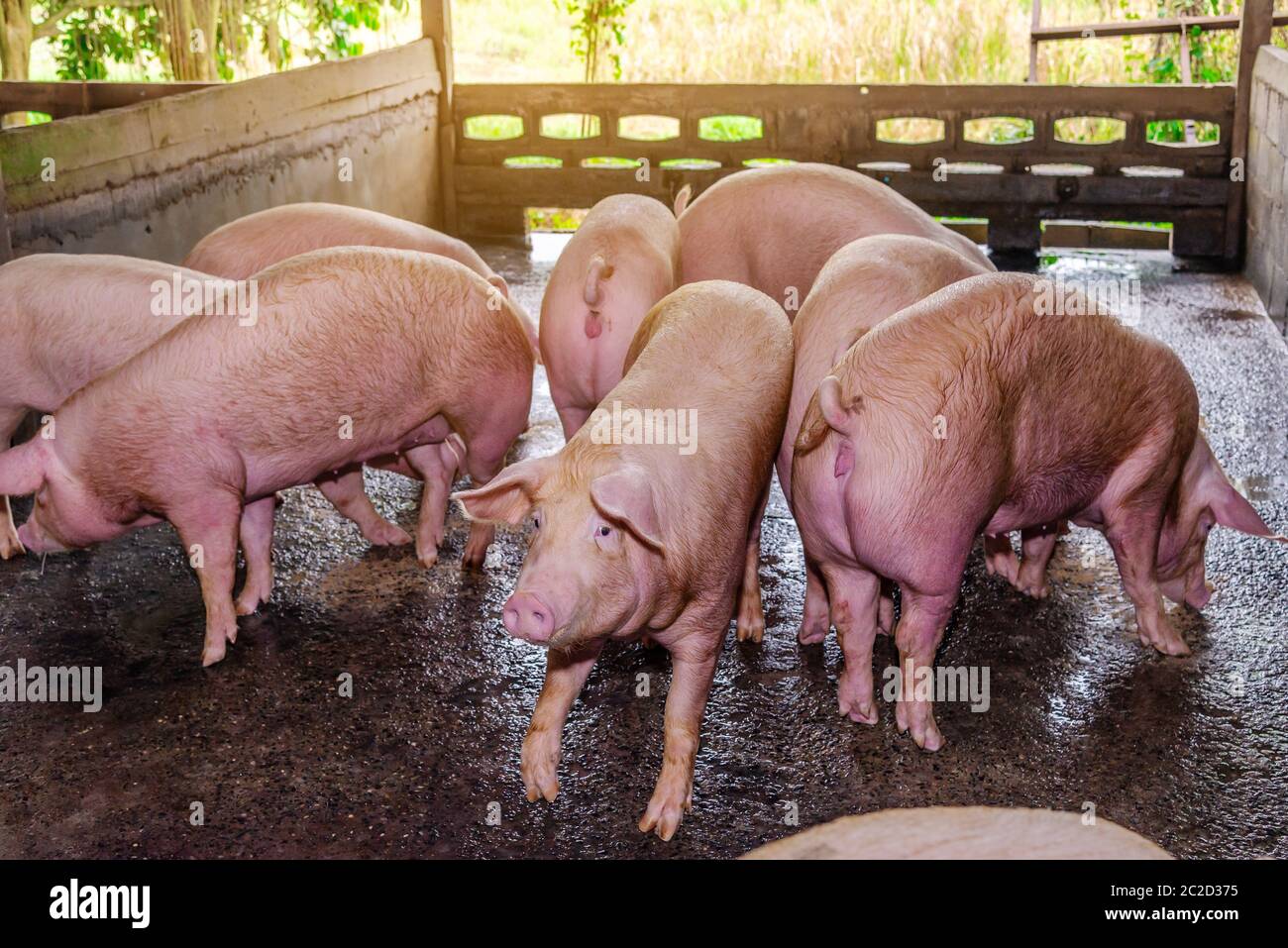 Breeder red pigs on a farm in rural countryside Stock Photo - Alamy