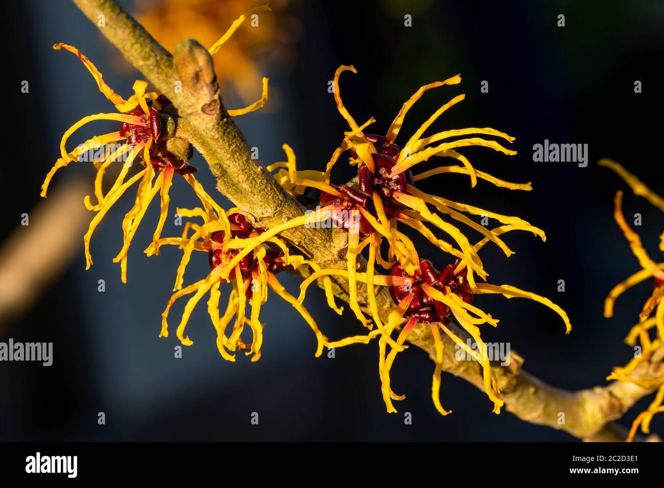 Hamamelis tree winter hi-res stock photography and images - Alamy