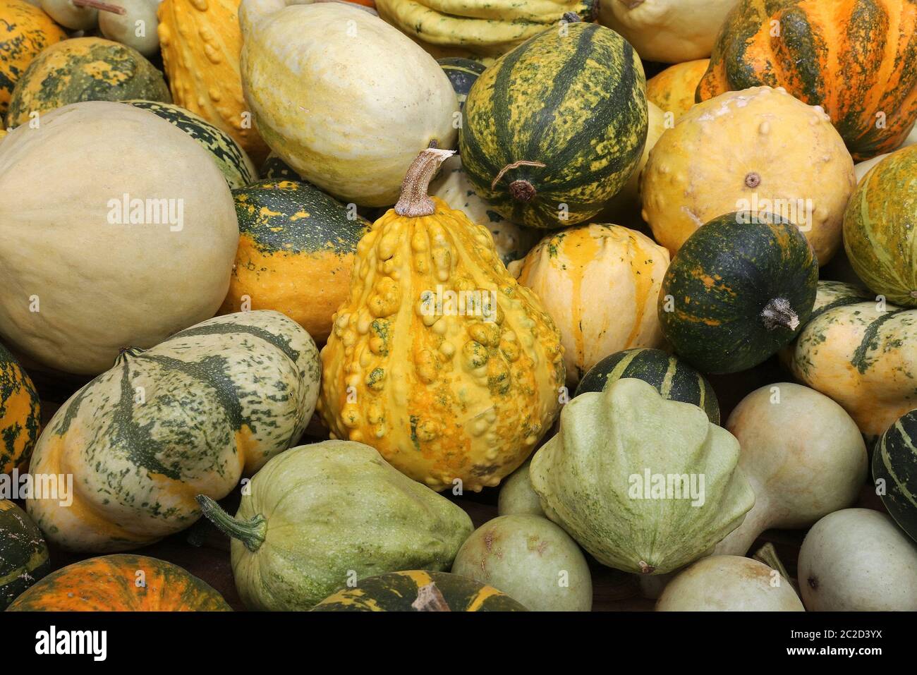 Pumpkins of different shapes hi-res stock photography and images - Alamy
