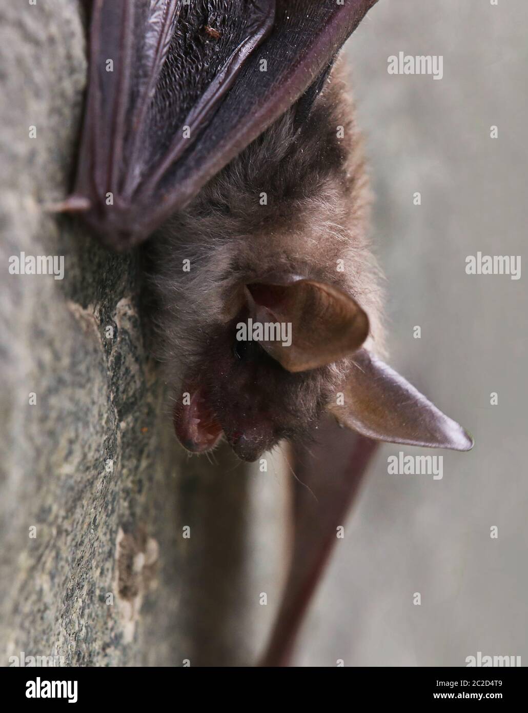 Myotis myotis hi-res stock photography and images - Alamy