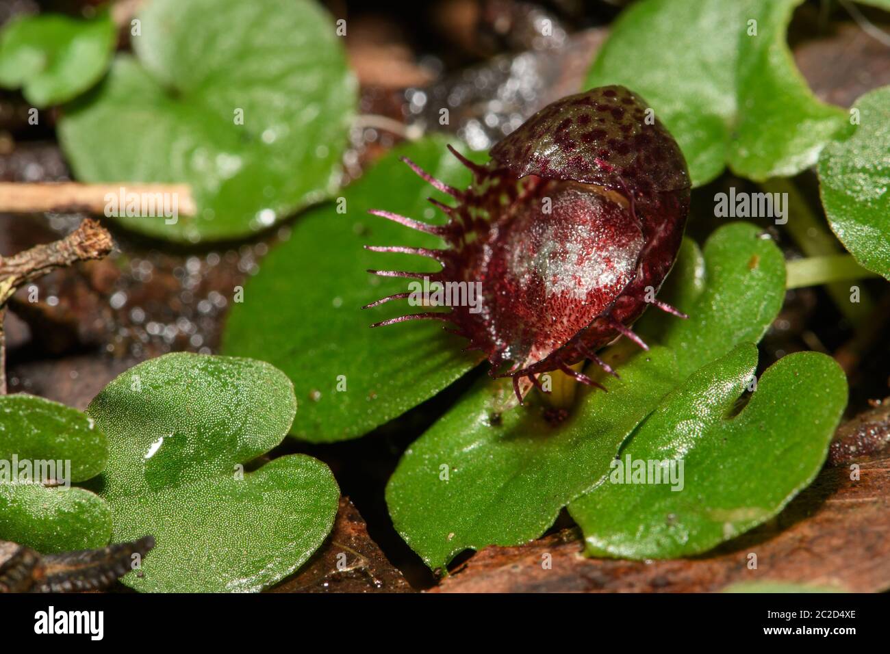 Helmet flower hi-res stock photography and images - Alamy