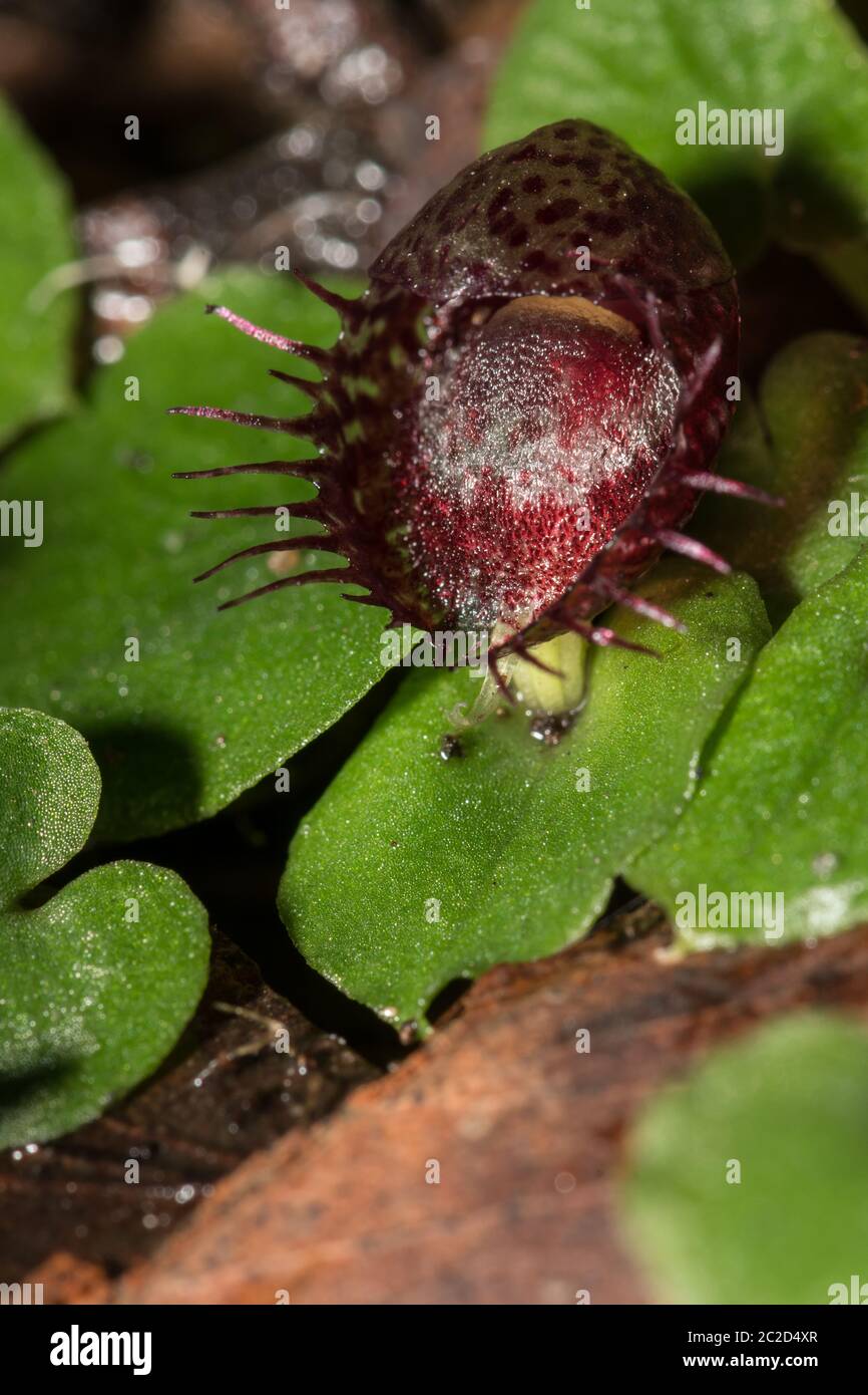 Helmet flower hi-res stock photography and images - Alamy