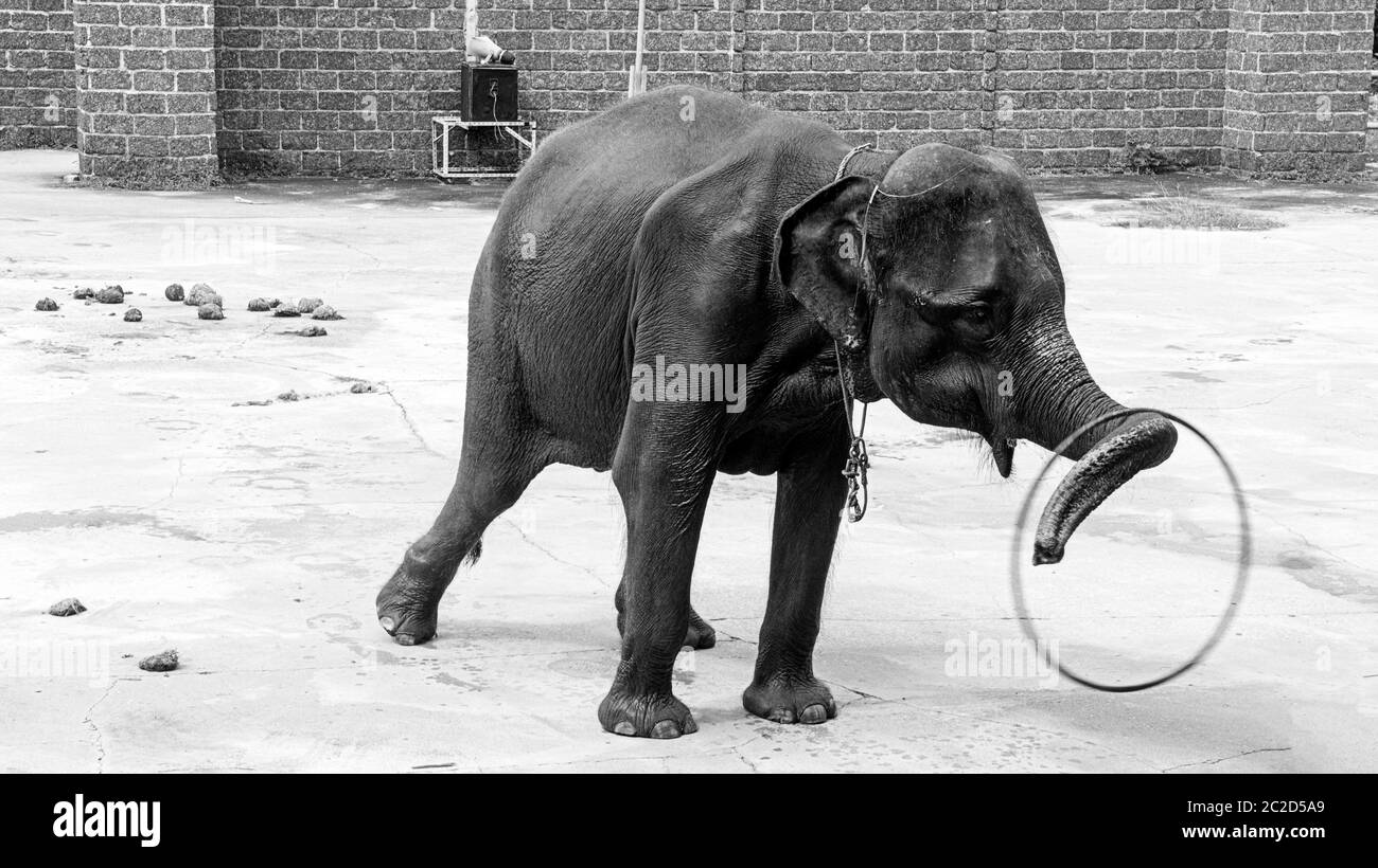 elephant animal stunt hula hoop trunk black white Stock Photo - Alamy